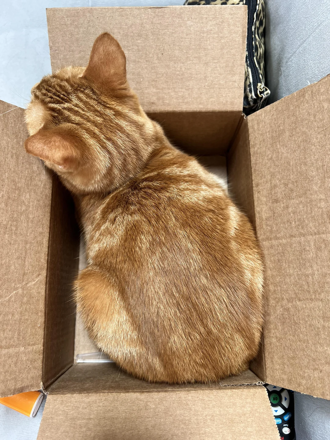 Cora is smol and fits she does. | Scrolller