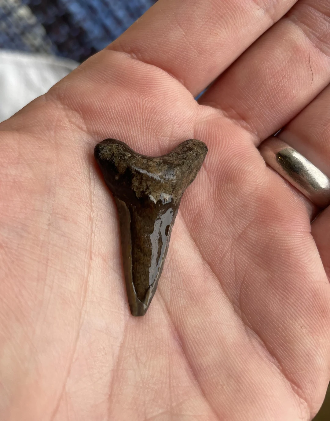 Sharks tooth, central Texas | Scrolller
