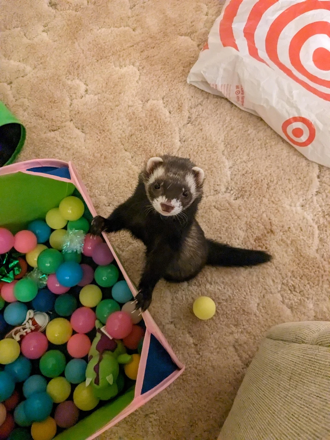 The gremlin and her ball pit | Scrolller