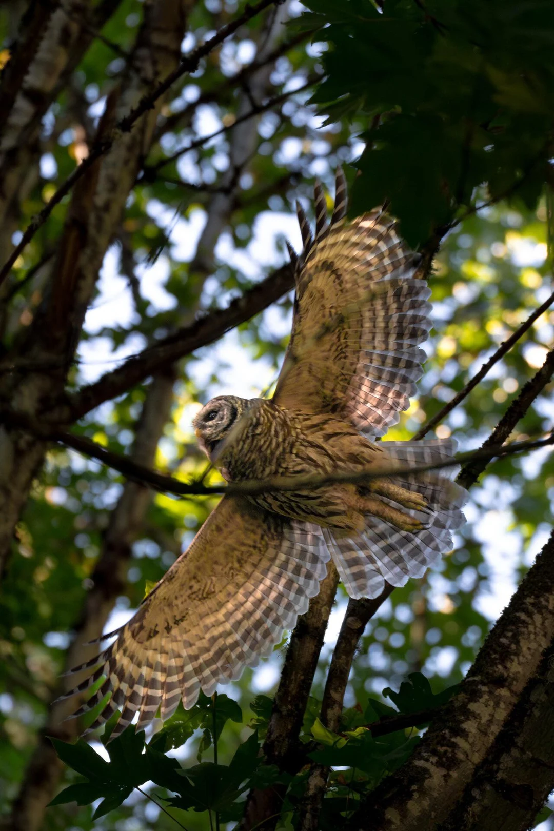 Barred Owl in flight | Scrolller