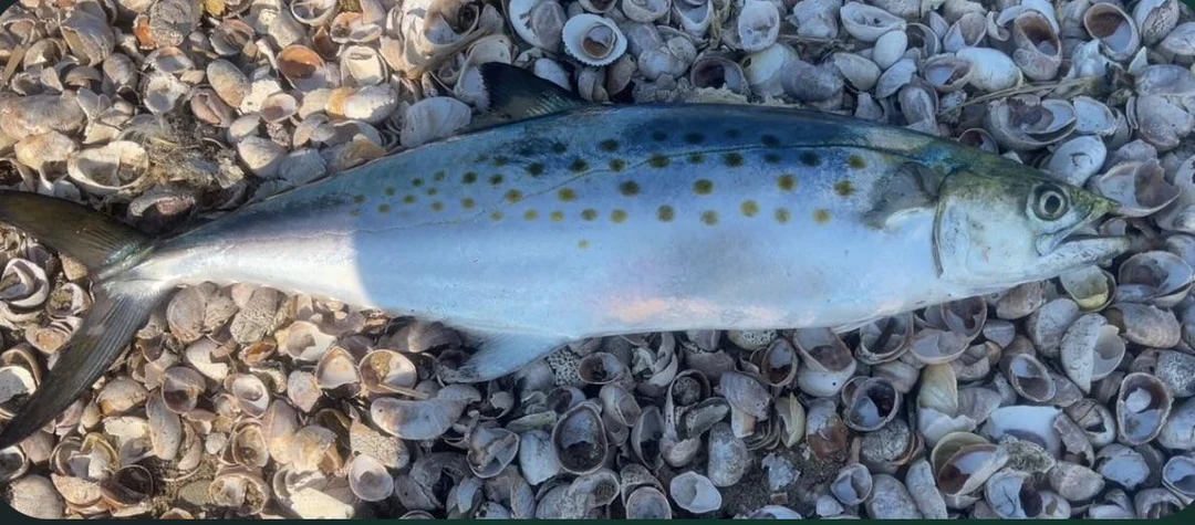 How heavy do you estimate this atlantic Spanish mackerel to be? | Scrolller