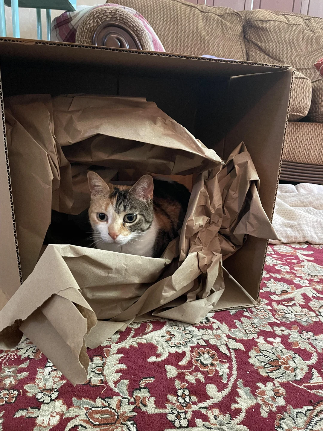 She likes boxes | Scrolller