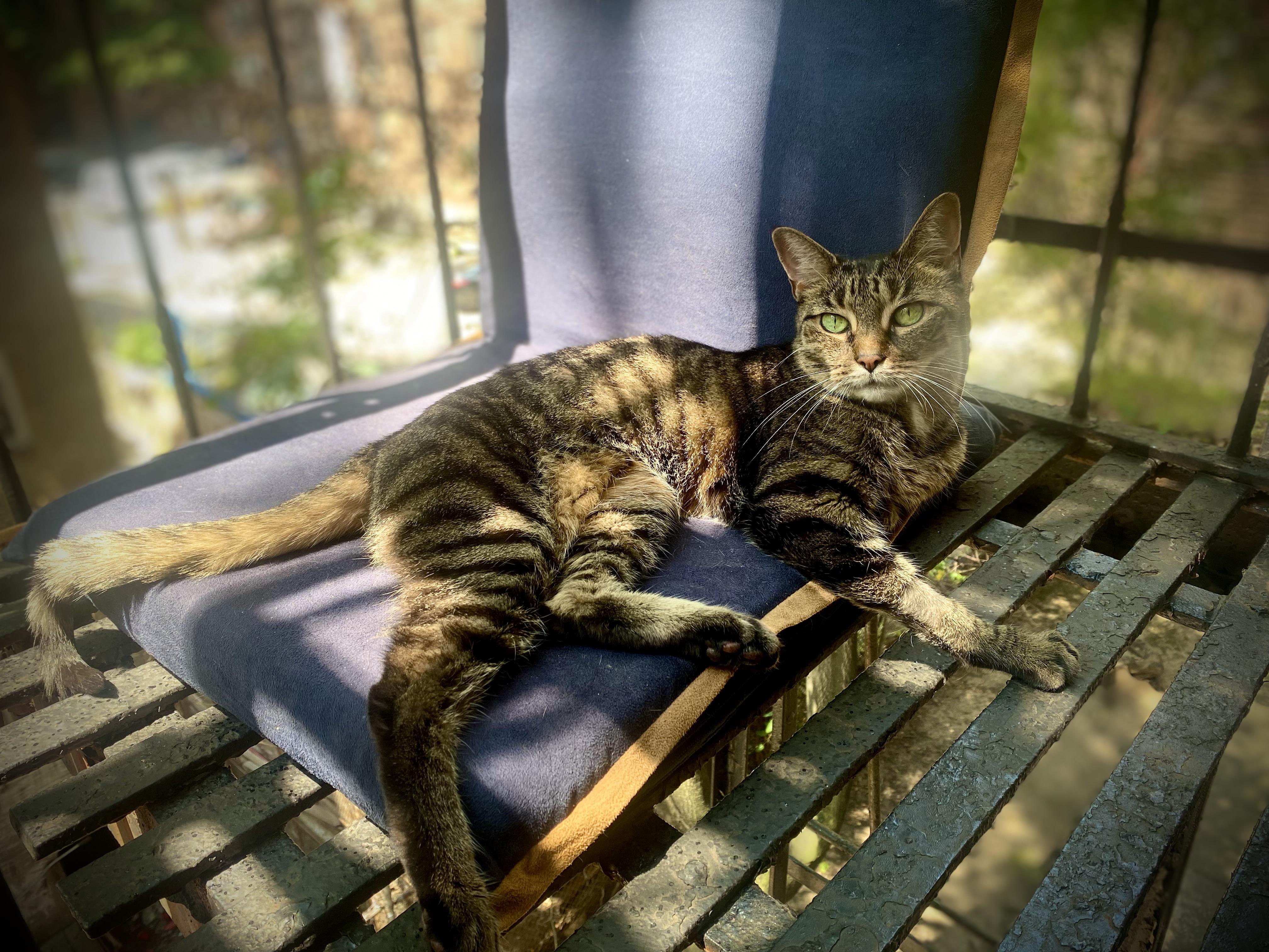 Bebe in dappled light | Scrolller