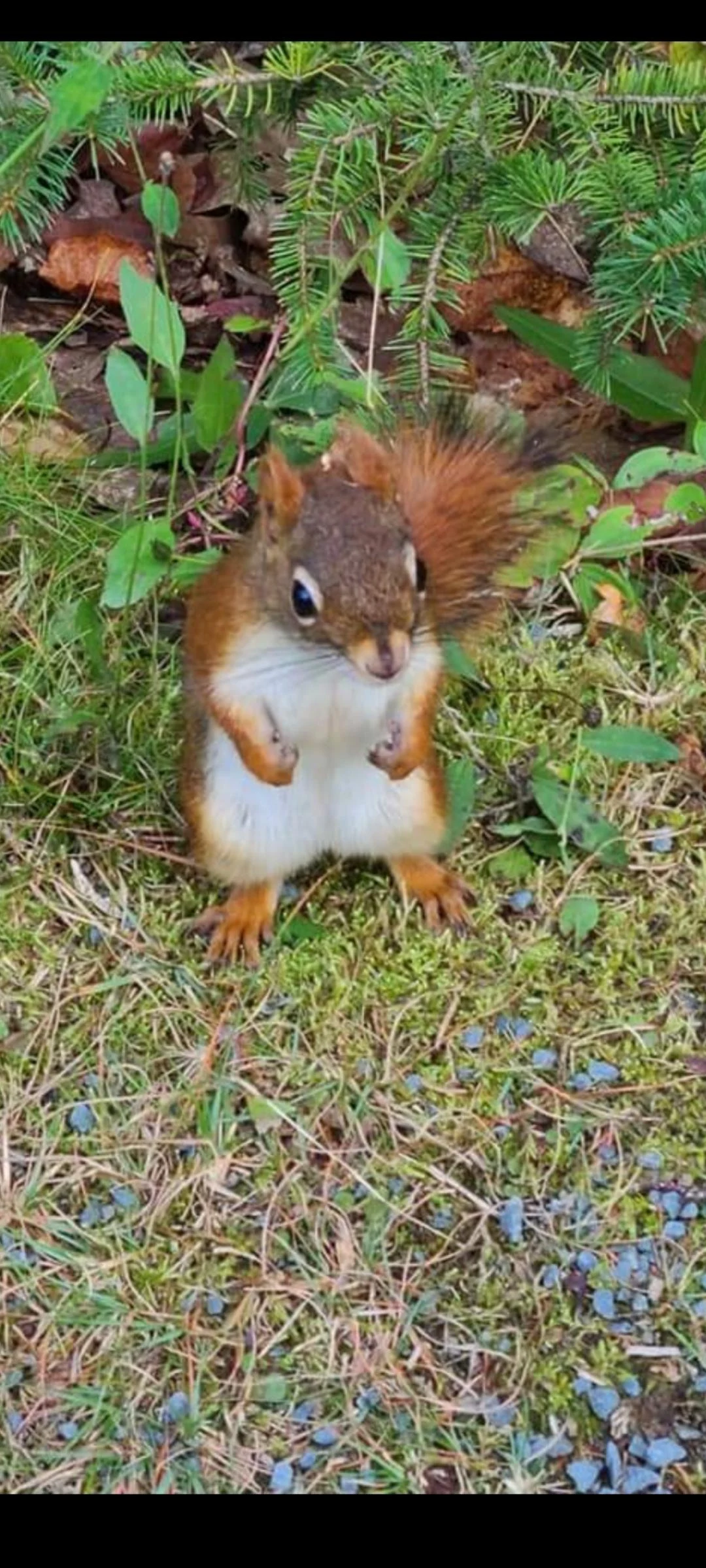 May I introduce... Rocky Balboa | Scrolller