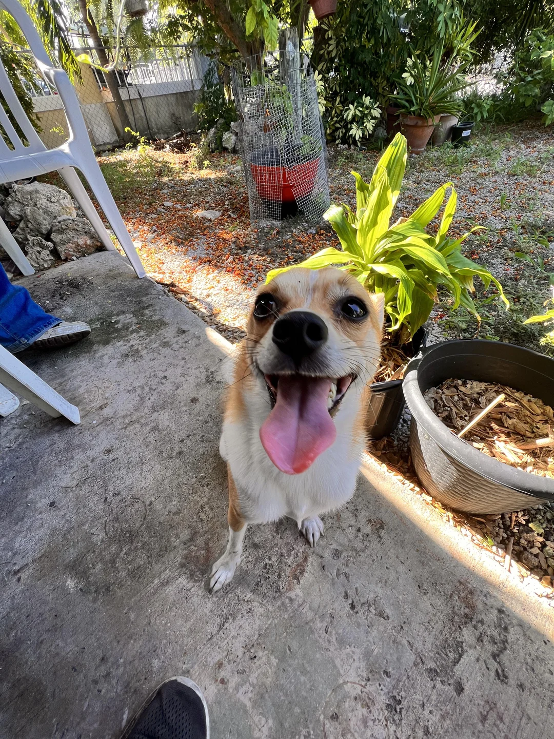 Chewie is a smiley boy | Scrolller