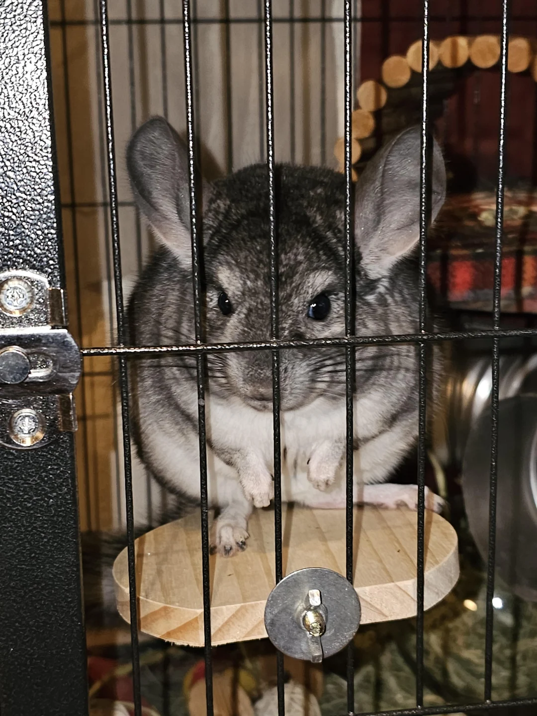 Chinchilla help | Scrolller