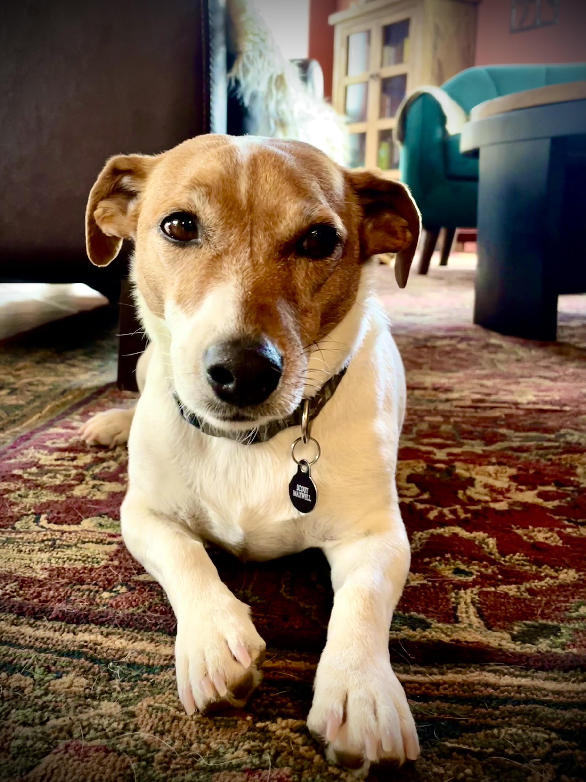 Scout is a good boy | Scrolller