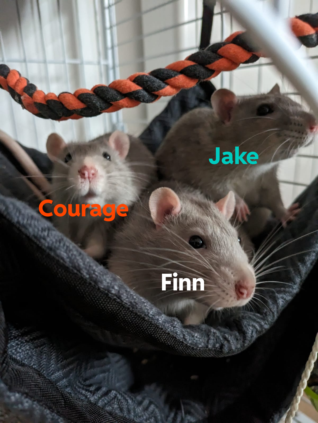 Three brothers but one has become aggressive | Scrolller