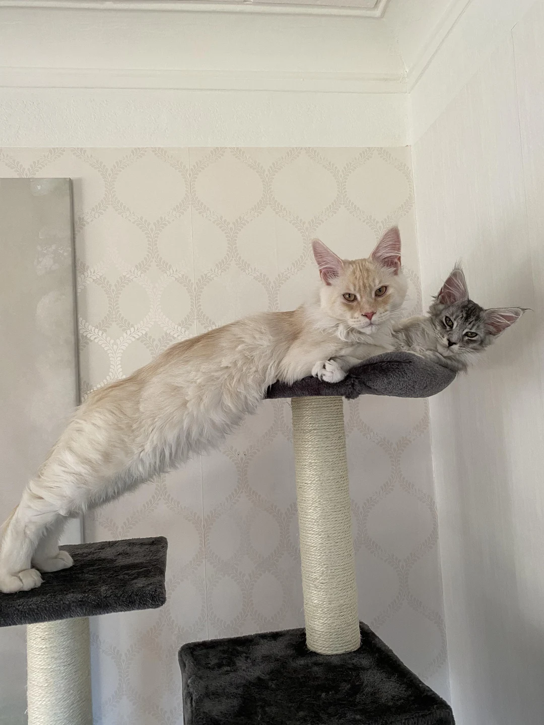 Looks like i interrupted something | Scrolller