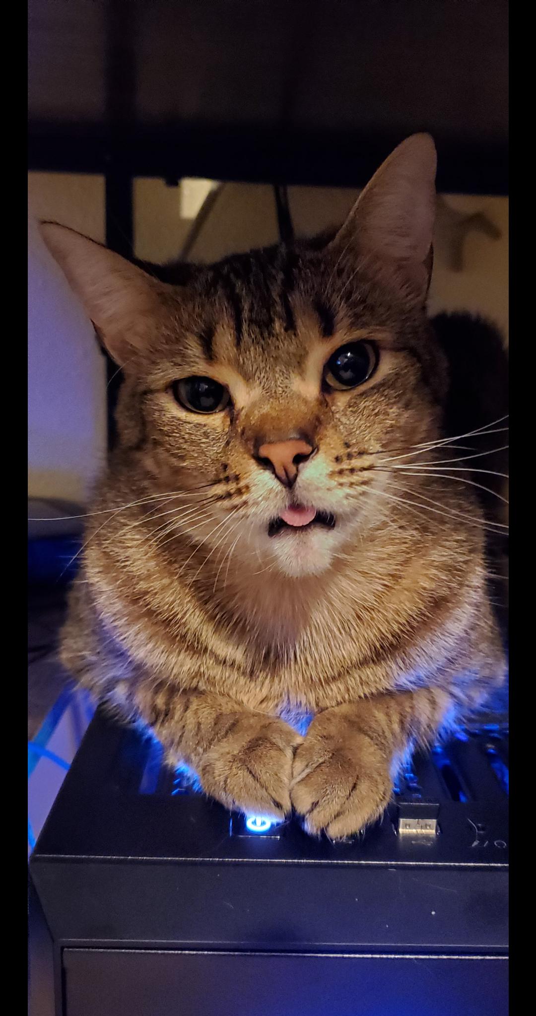 Daemon the mlem | Scrolller