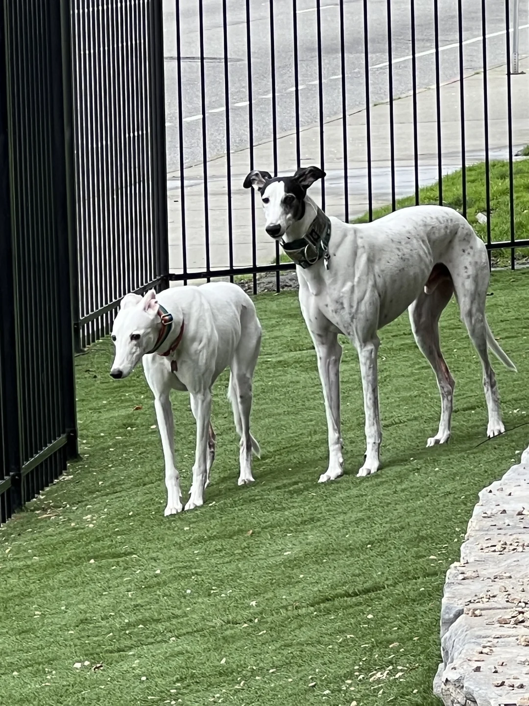 Noodle horse Turbo stares down his ancient rivals, the crafty road cyclists. Bonus pic of the ...