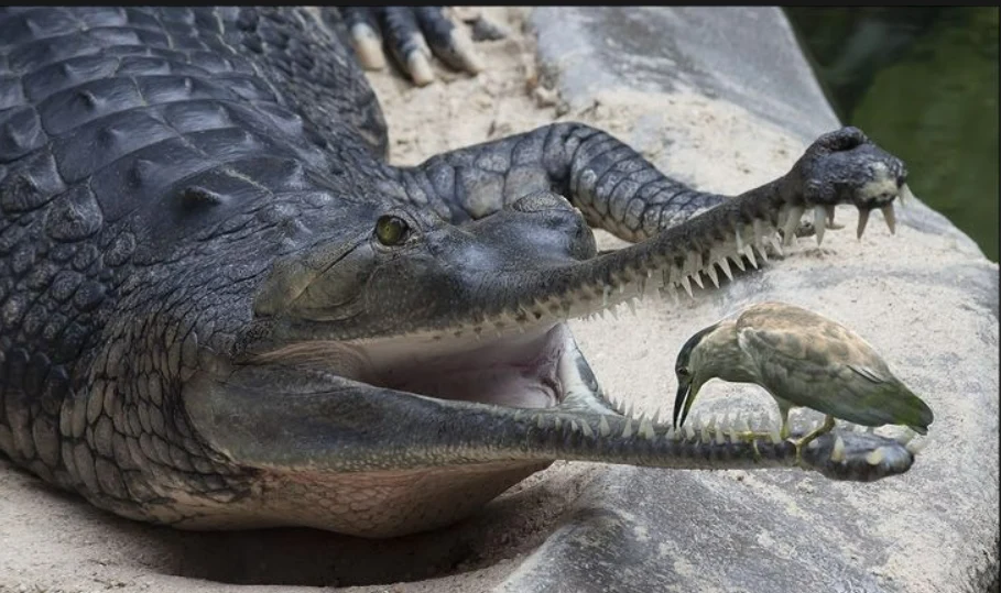 Is it just me, or is the crocodile smiling :) | Scrolller