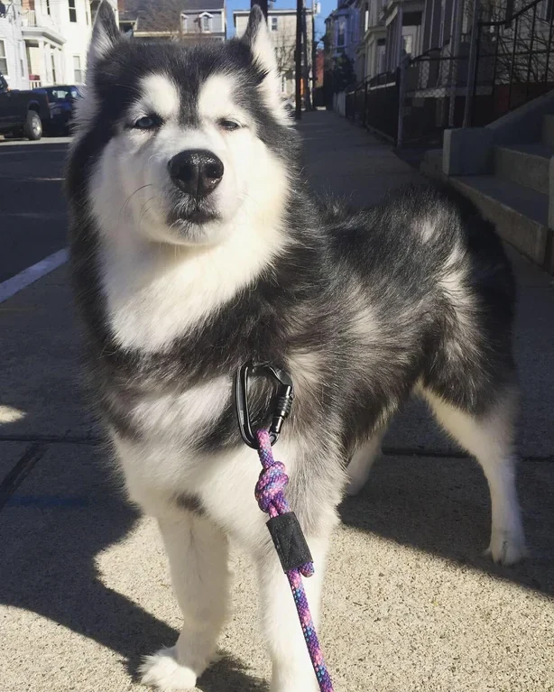 Post-grooming photoshoot | Scrolller