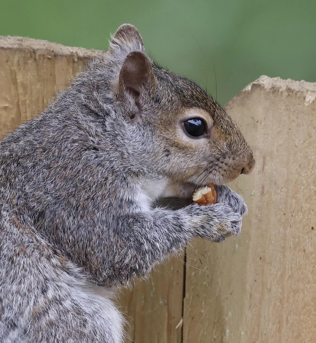 Cutie with a Walnut. | Scrolller