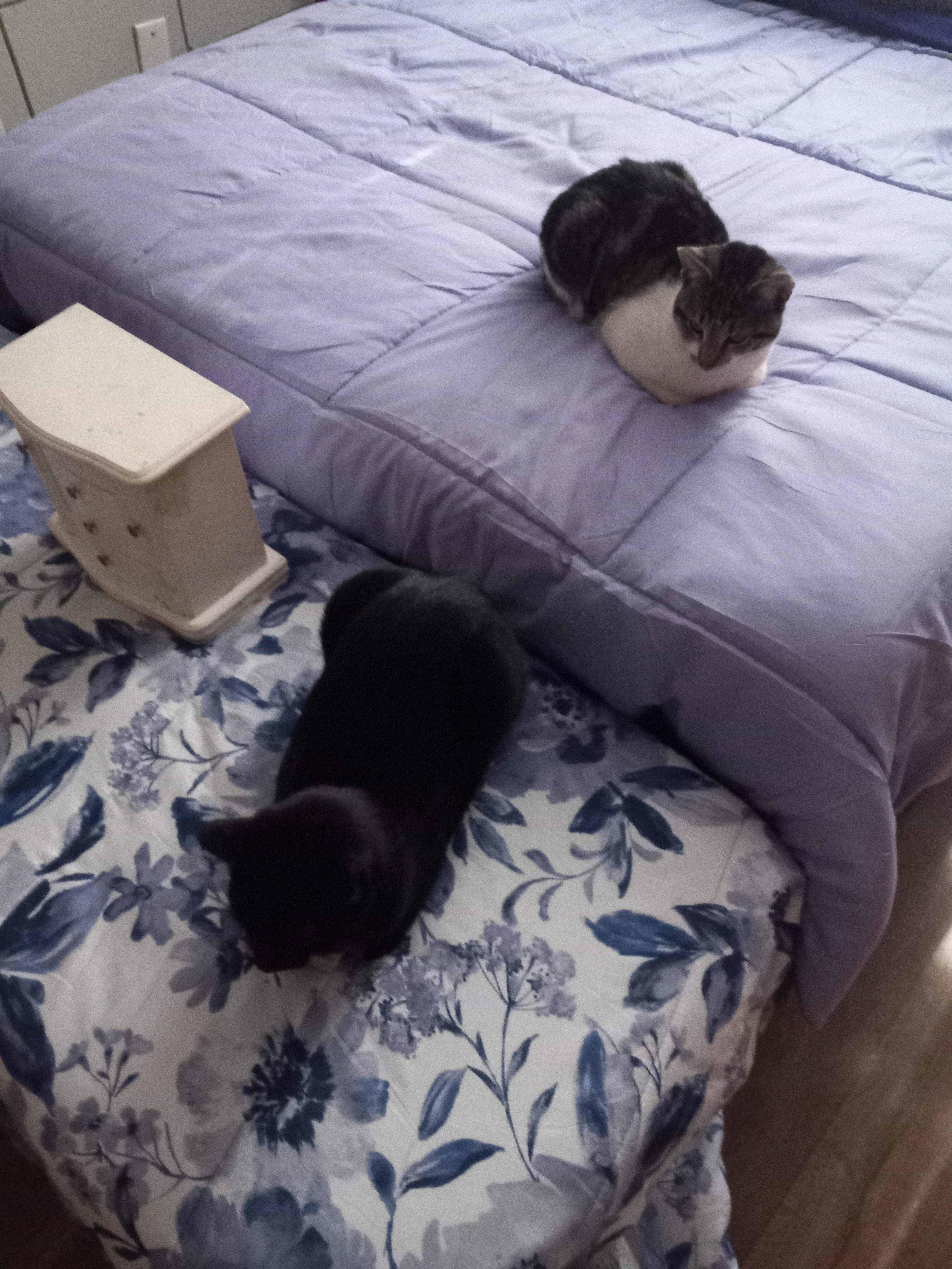 Dual loaves | Scrolller