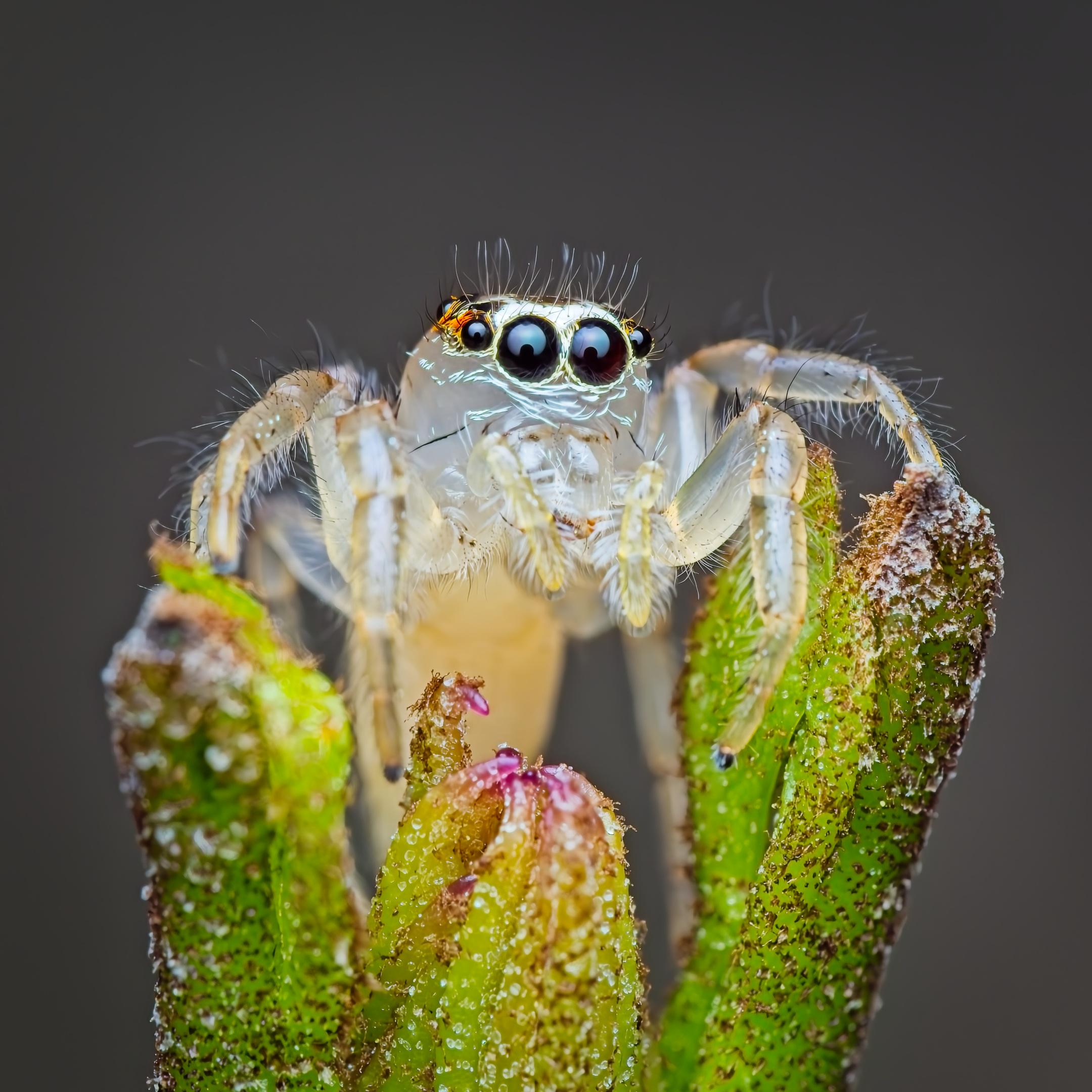 Jumping Spider [2160x2160][OC] | Scrolller