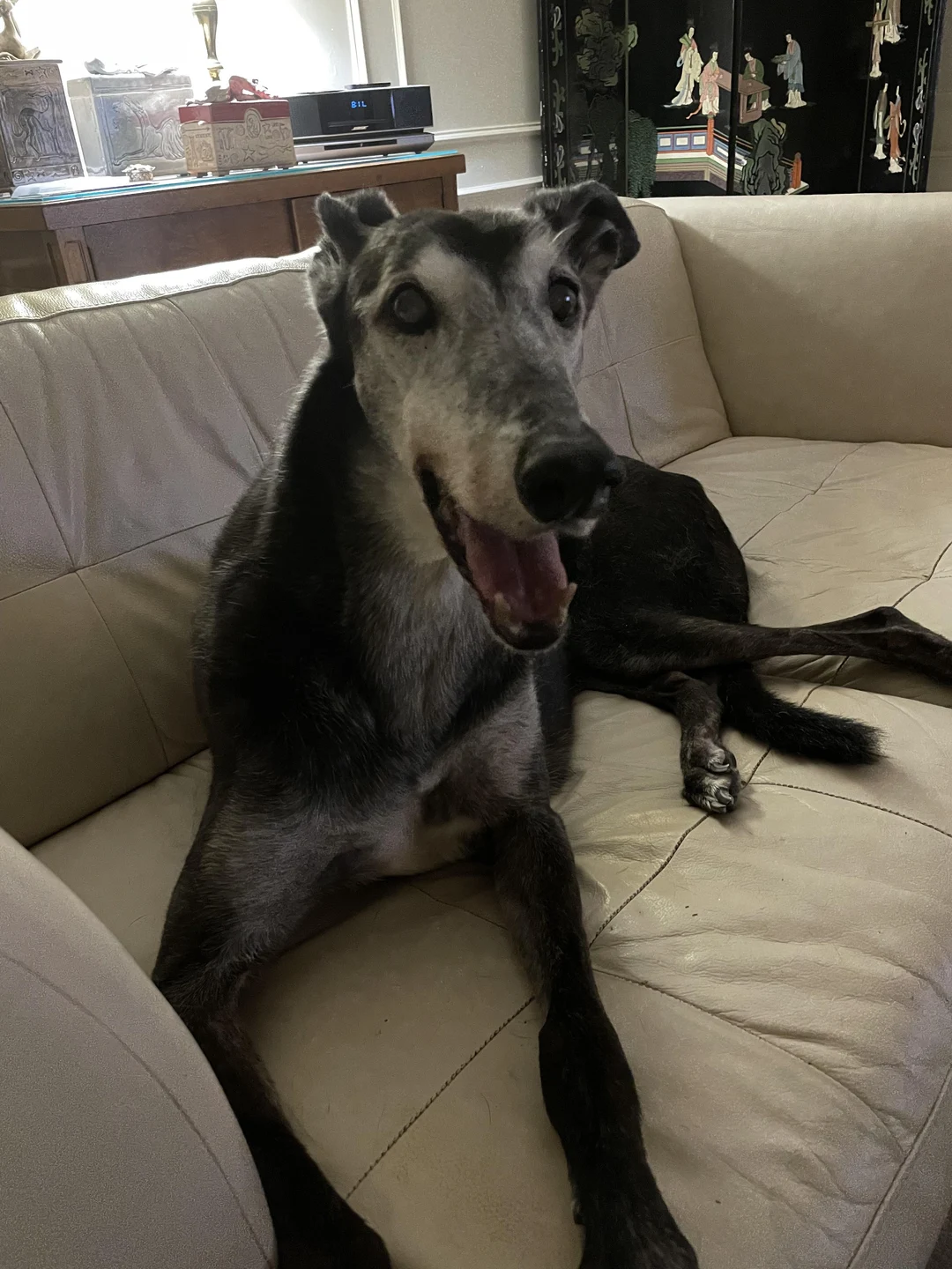 Koryn got a brushing | Scrolller