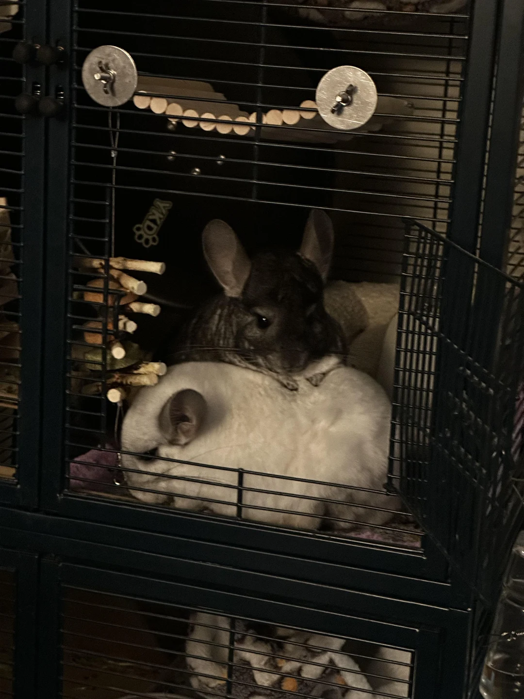 my chinchillas finally like each other | Scrolller