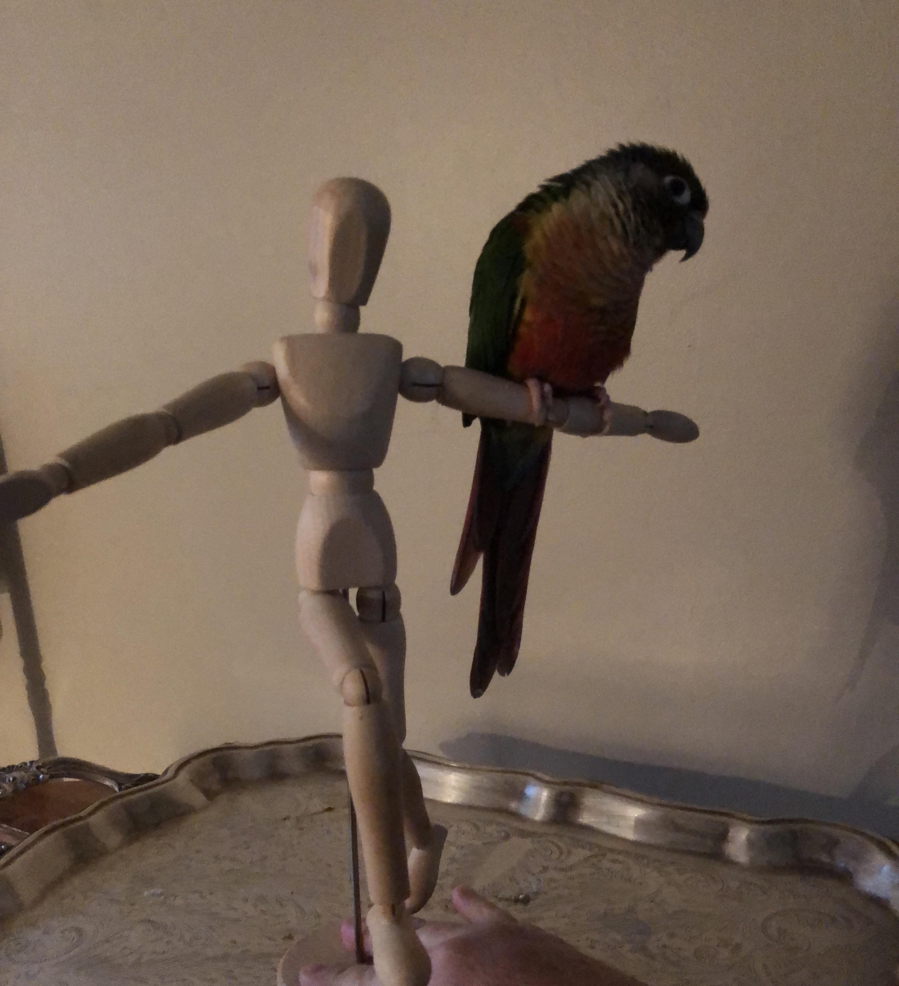 Discover more like PartyParrot: Cricket and Related Content | Scrolller