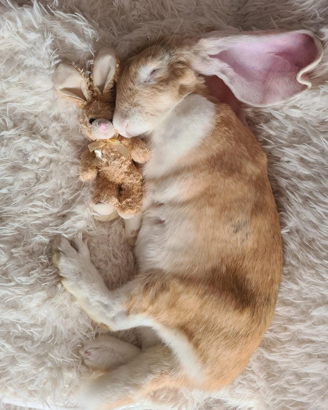 big ear bun | Scrolller