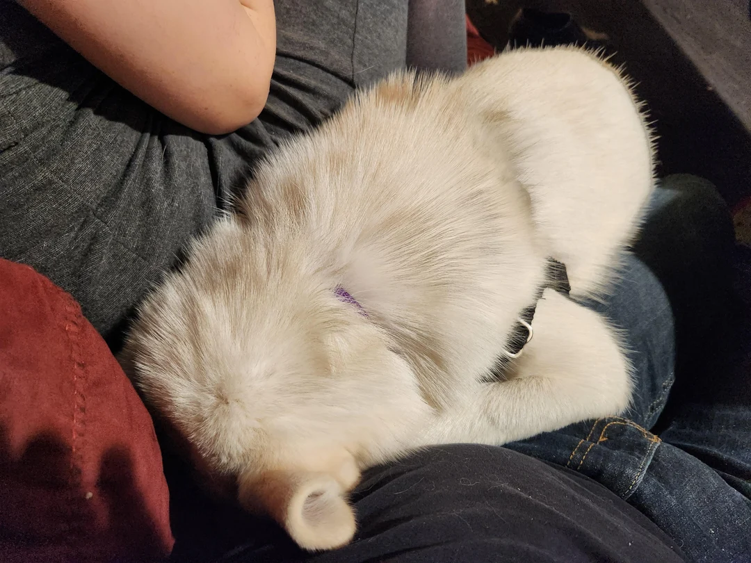 She fell asleep like this. Hind legs on the ground, chest on the couch, face buried. Peak ...