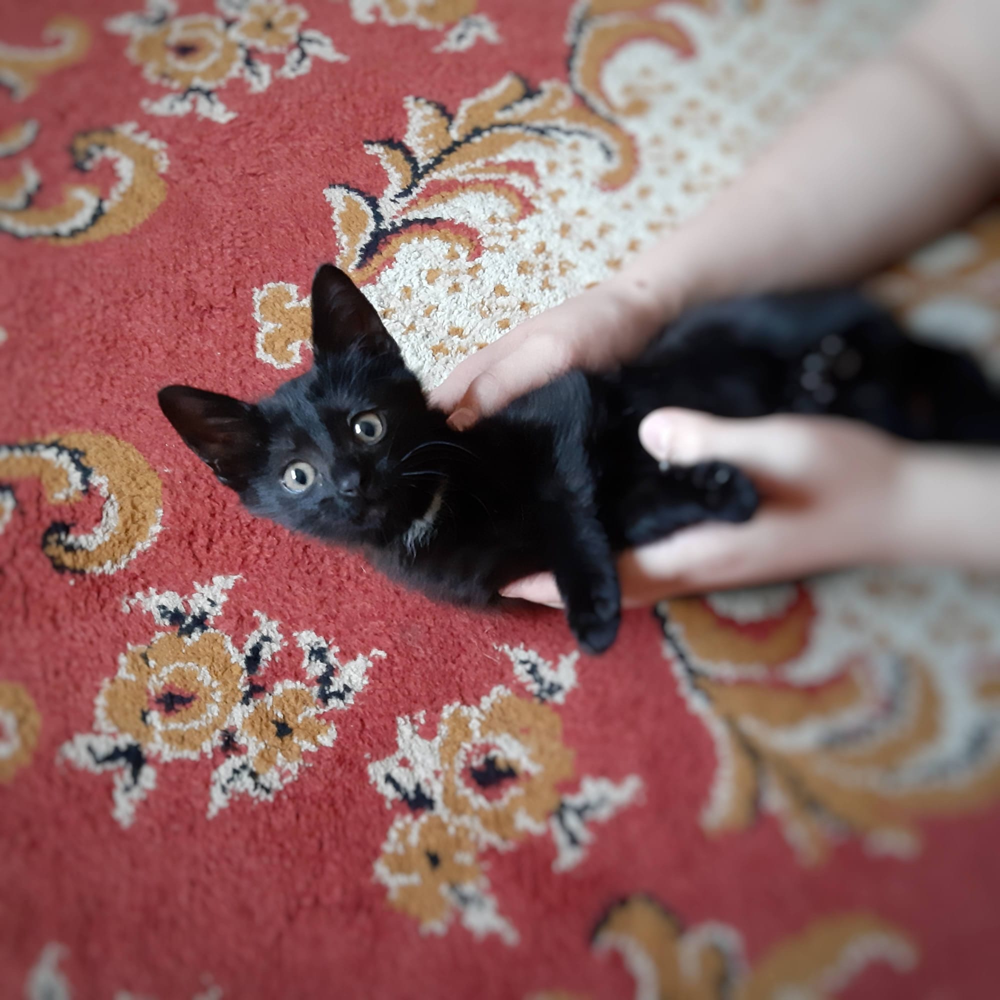 More pictures of my void at different stages of her life, enjoy | Scrolller