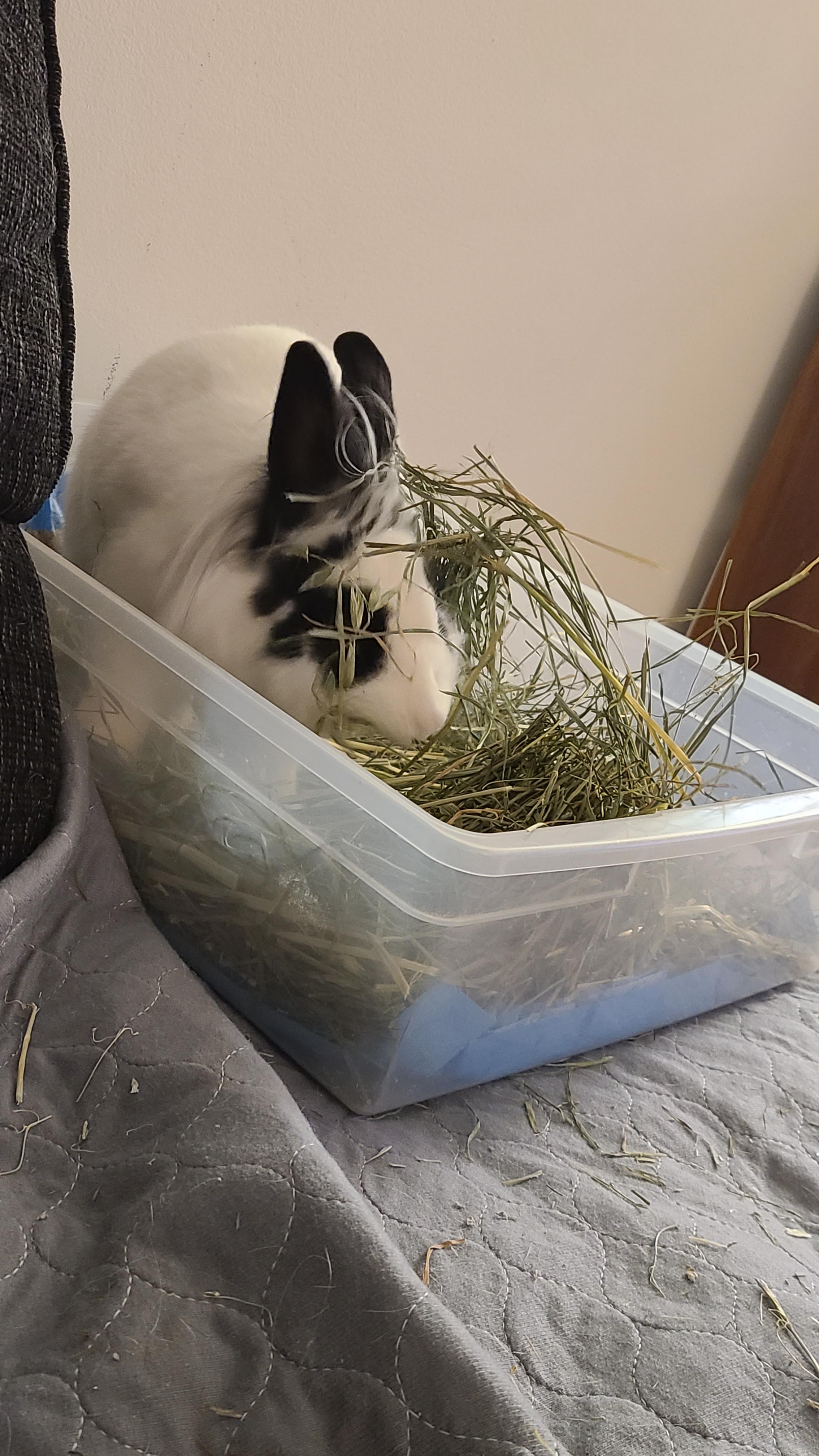 Rearranging hay to find the best pieces!! | Scrolller