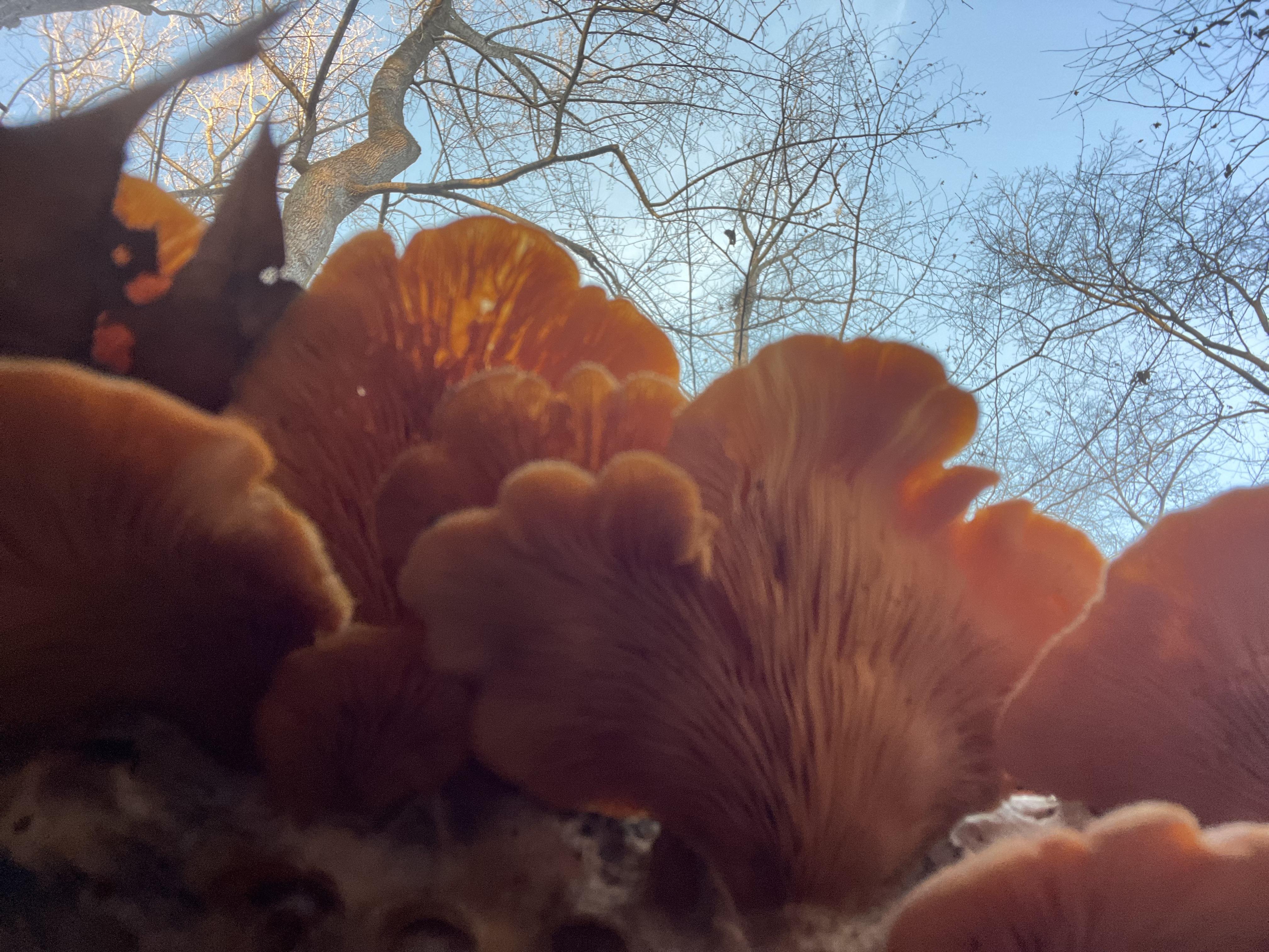 Is this COTW? | Scrolller