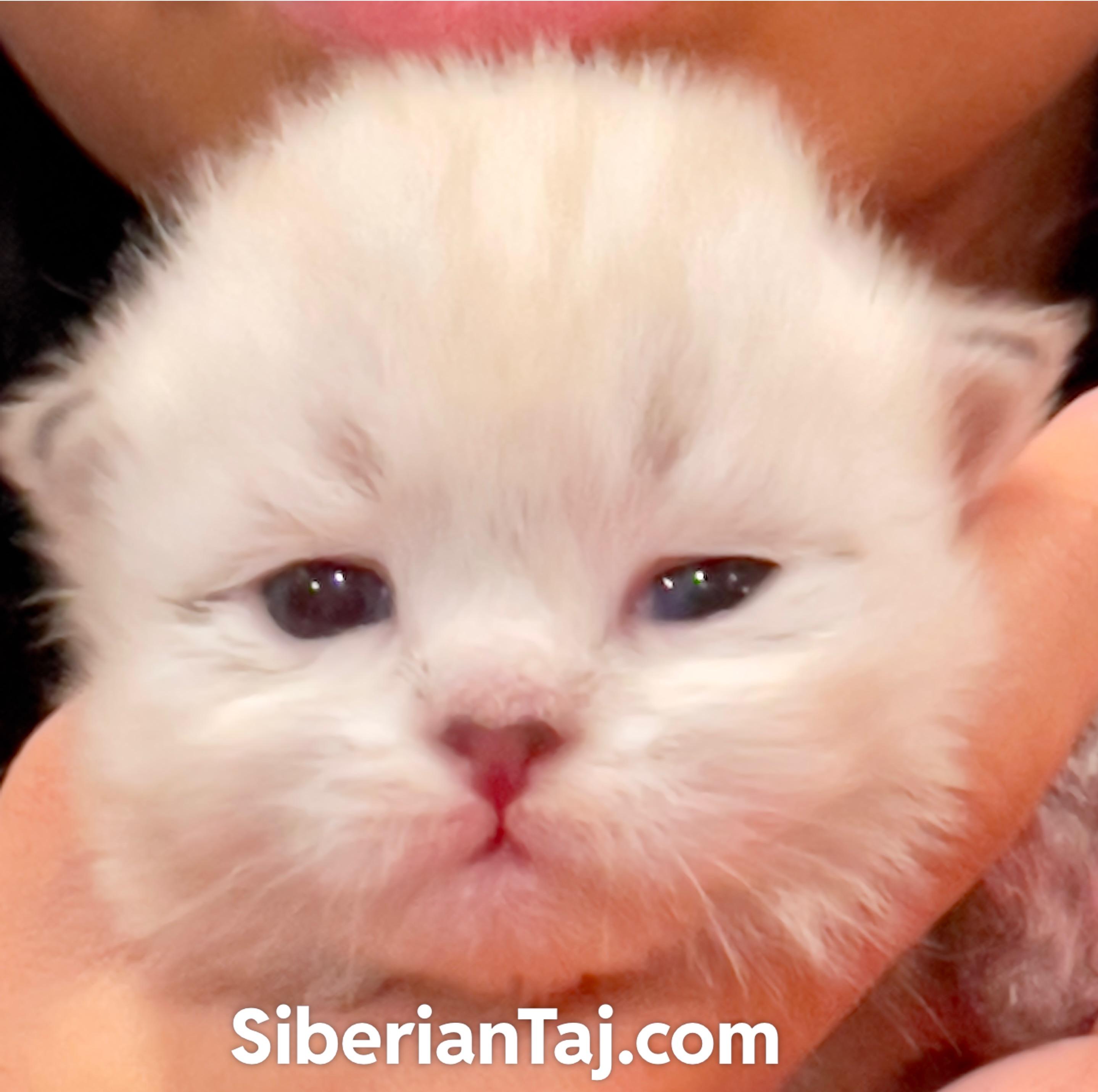 Siberian Taj dot com | Scrolller