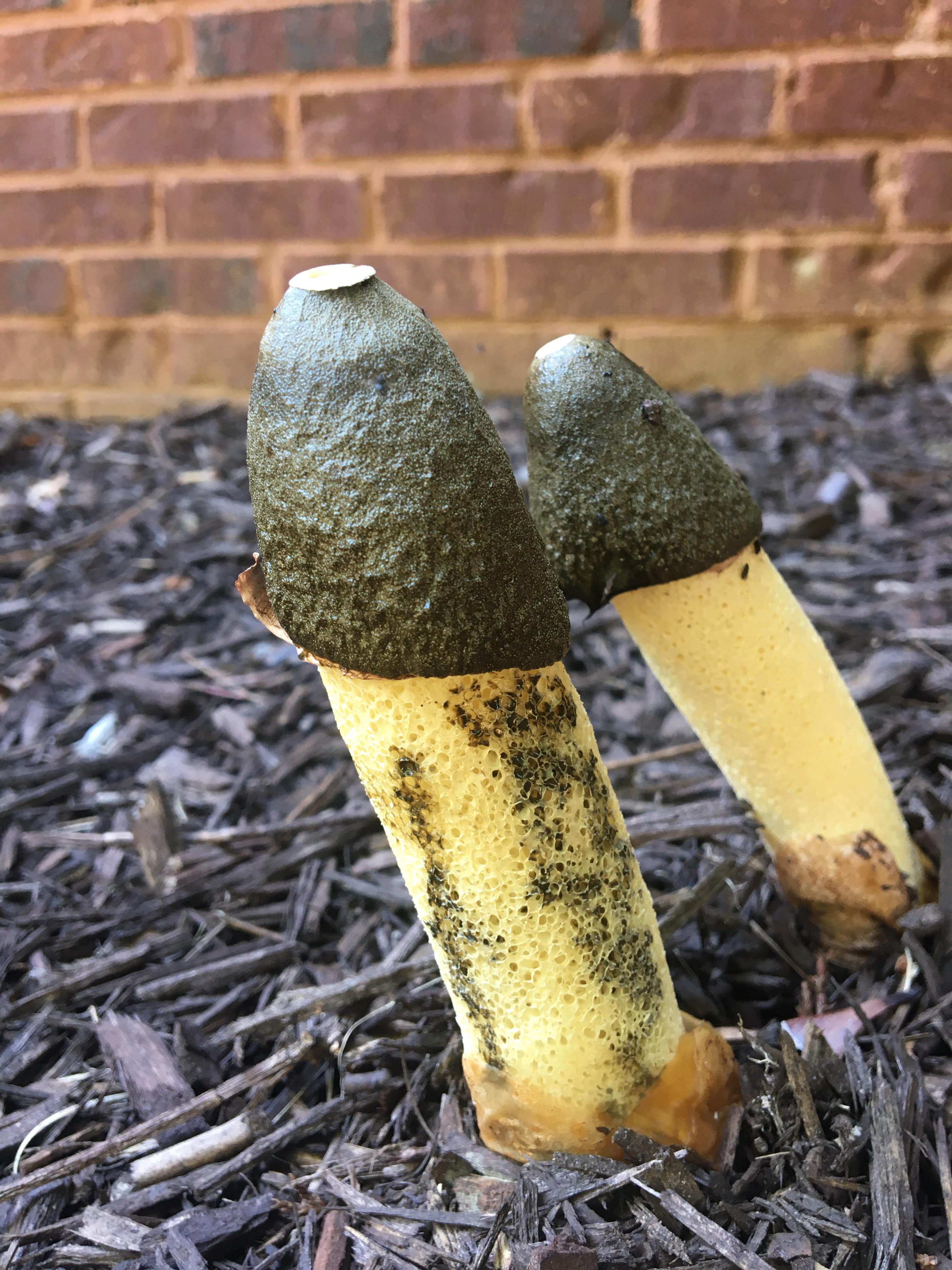 Stinky mushrooms | Scrolller