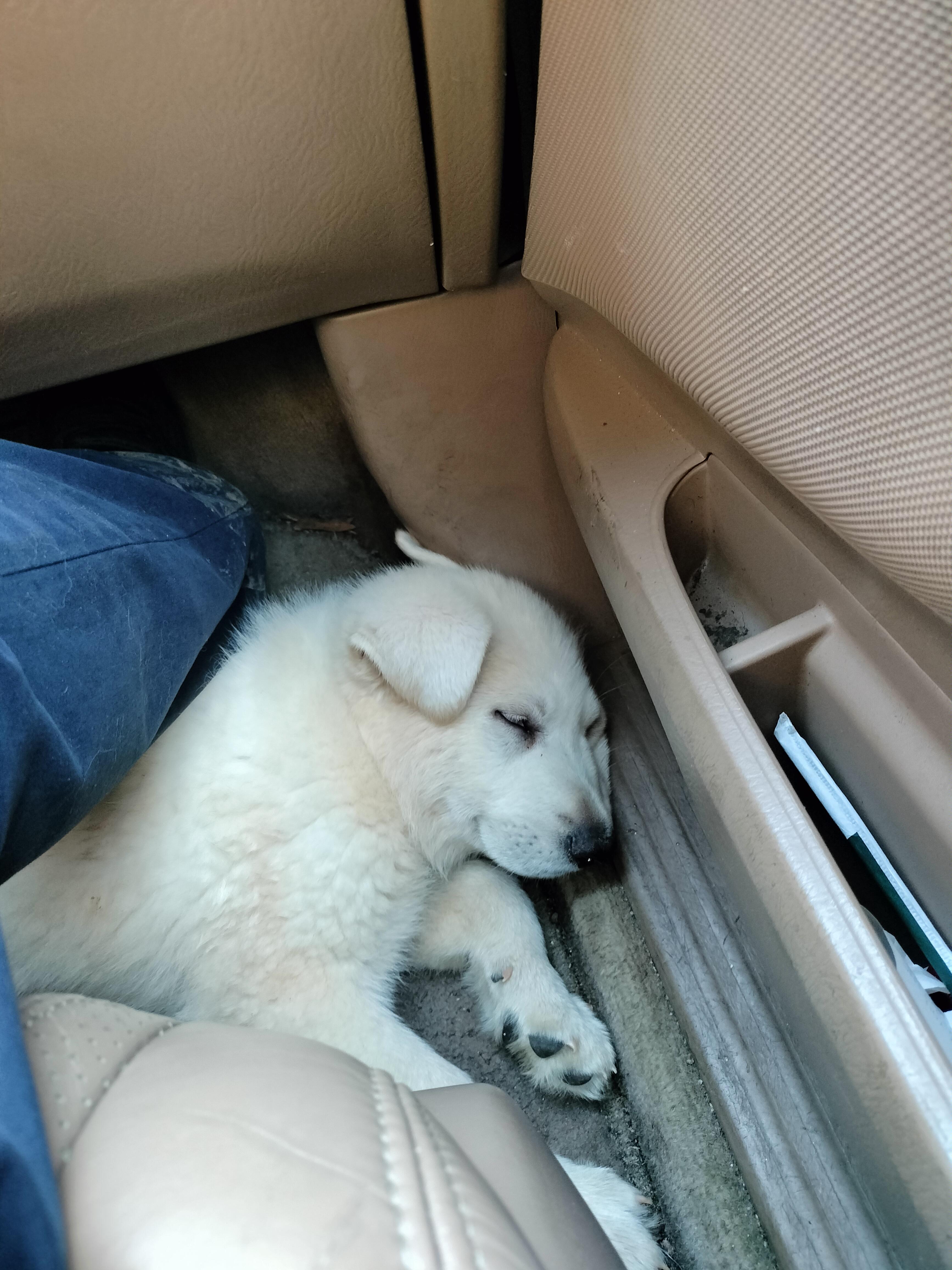 Yokai, 8 weeks - 10 weeks, White German Shepherd | Scrolller