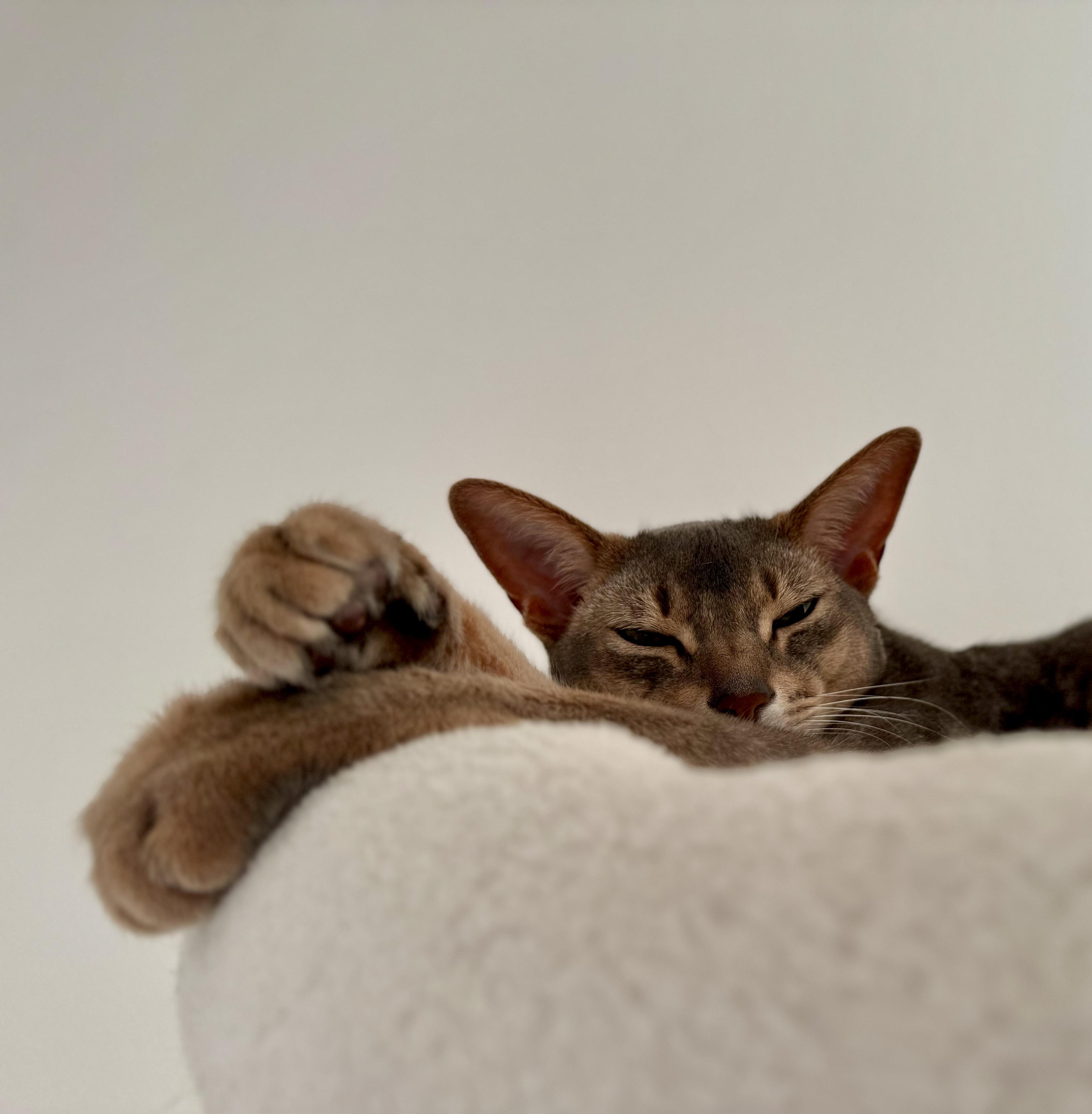 Do not disturb | Scrolller