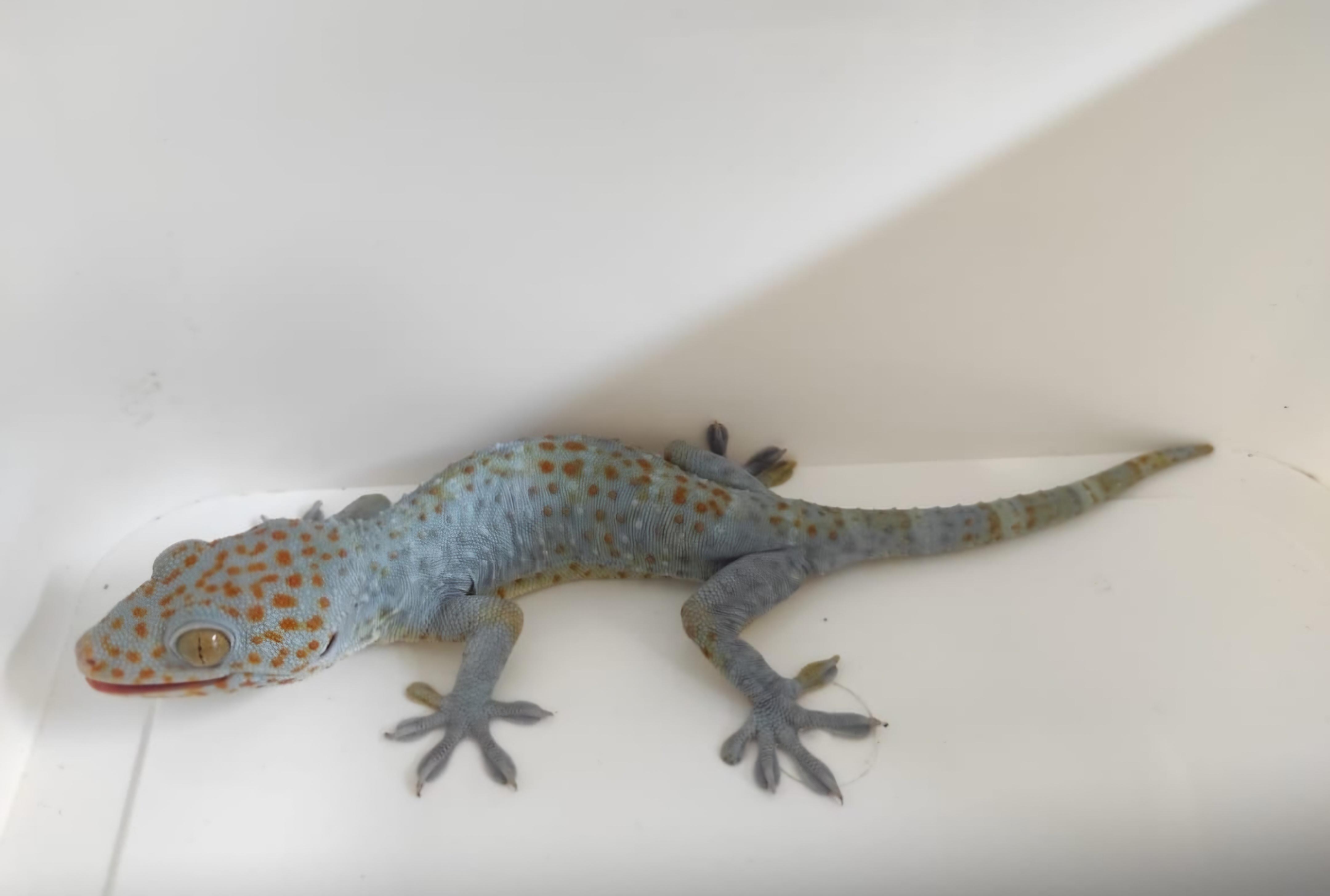 Do you know what morph she is? | Scrolller