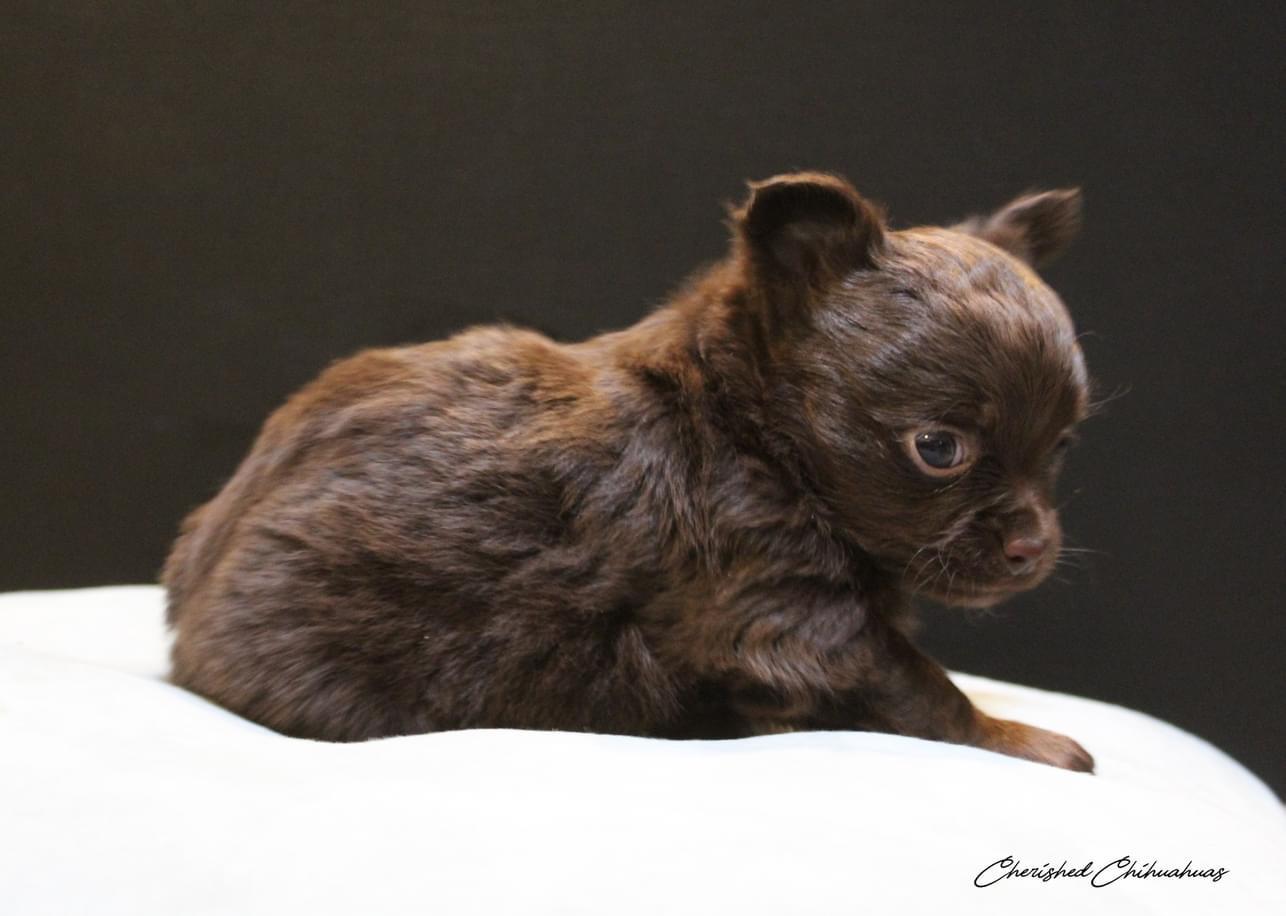 Meet Marley. | Scrolller