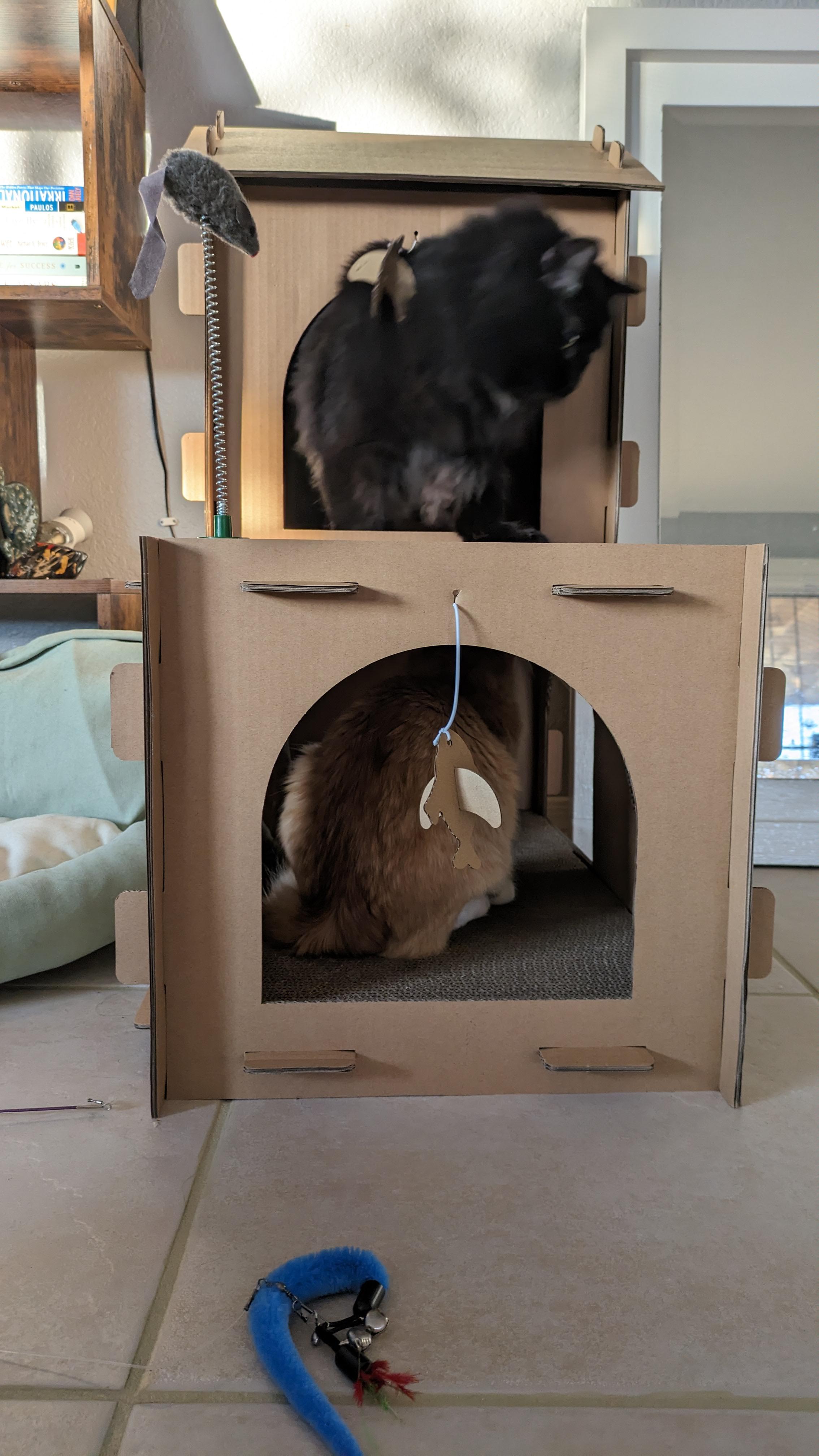 Kitten Introduction Success! | Scrolller