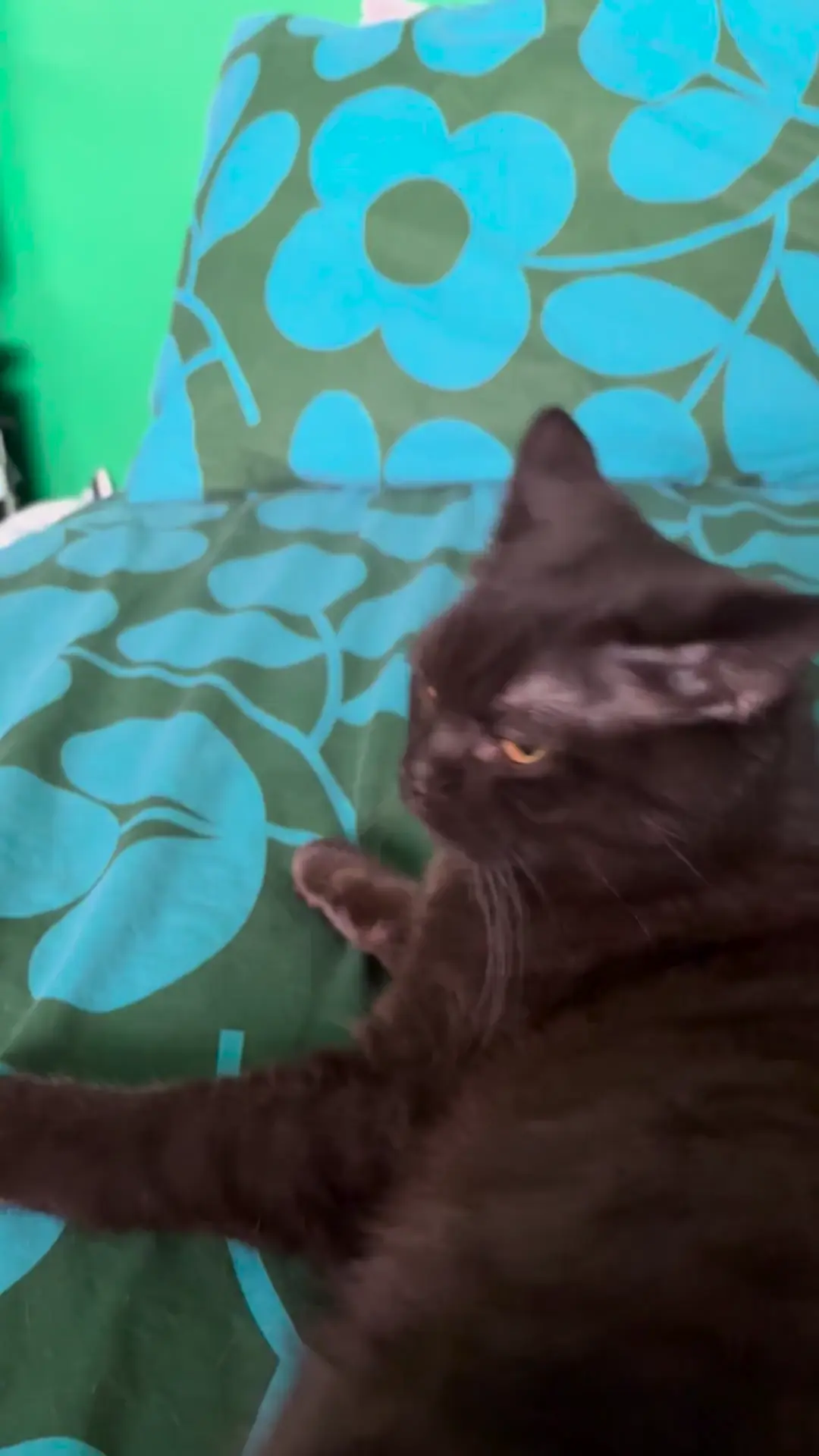 Does anyone else’s bsh make this noise when purring? | Scrolller