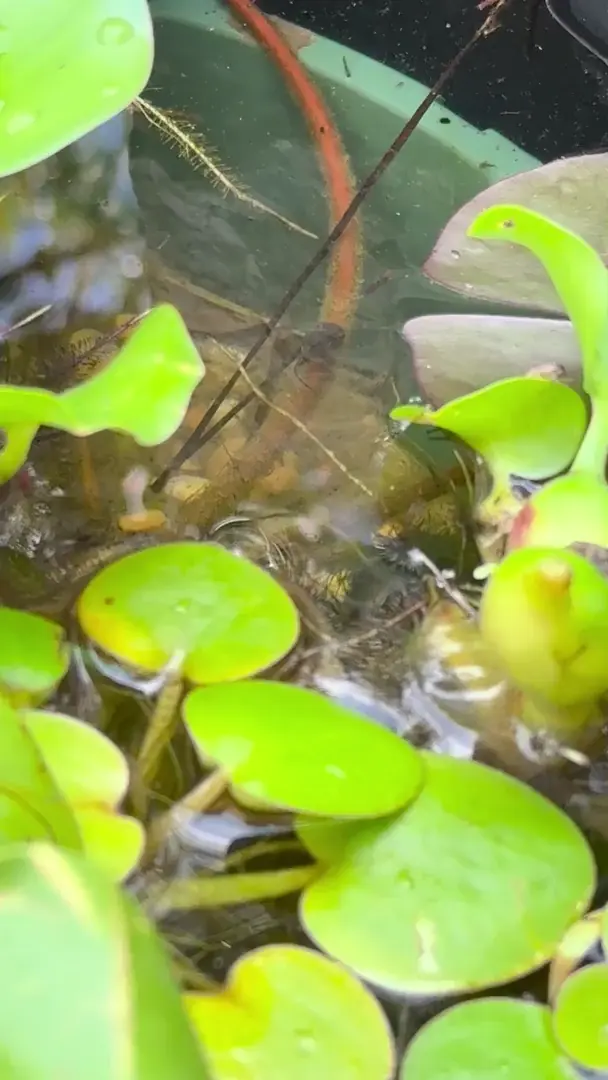 Does my pond look okay? | Scrolller