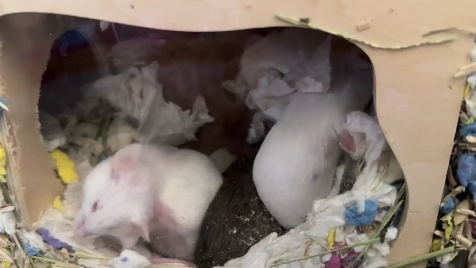 Does she look sick? | Scrolller