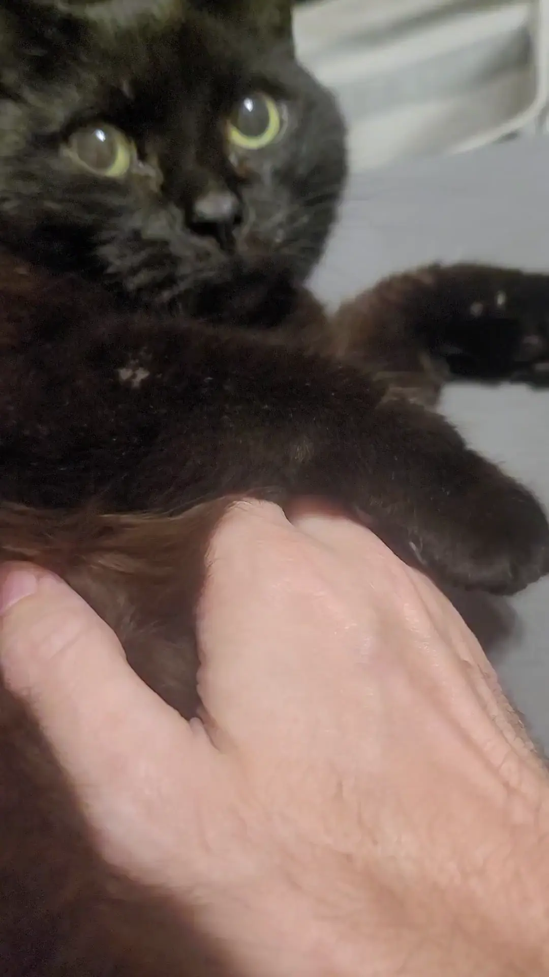 Does your cat purr when you scratch its belly? | Scrolller