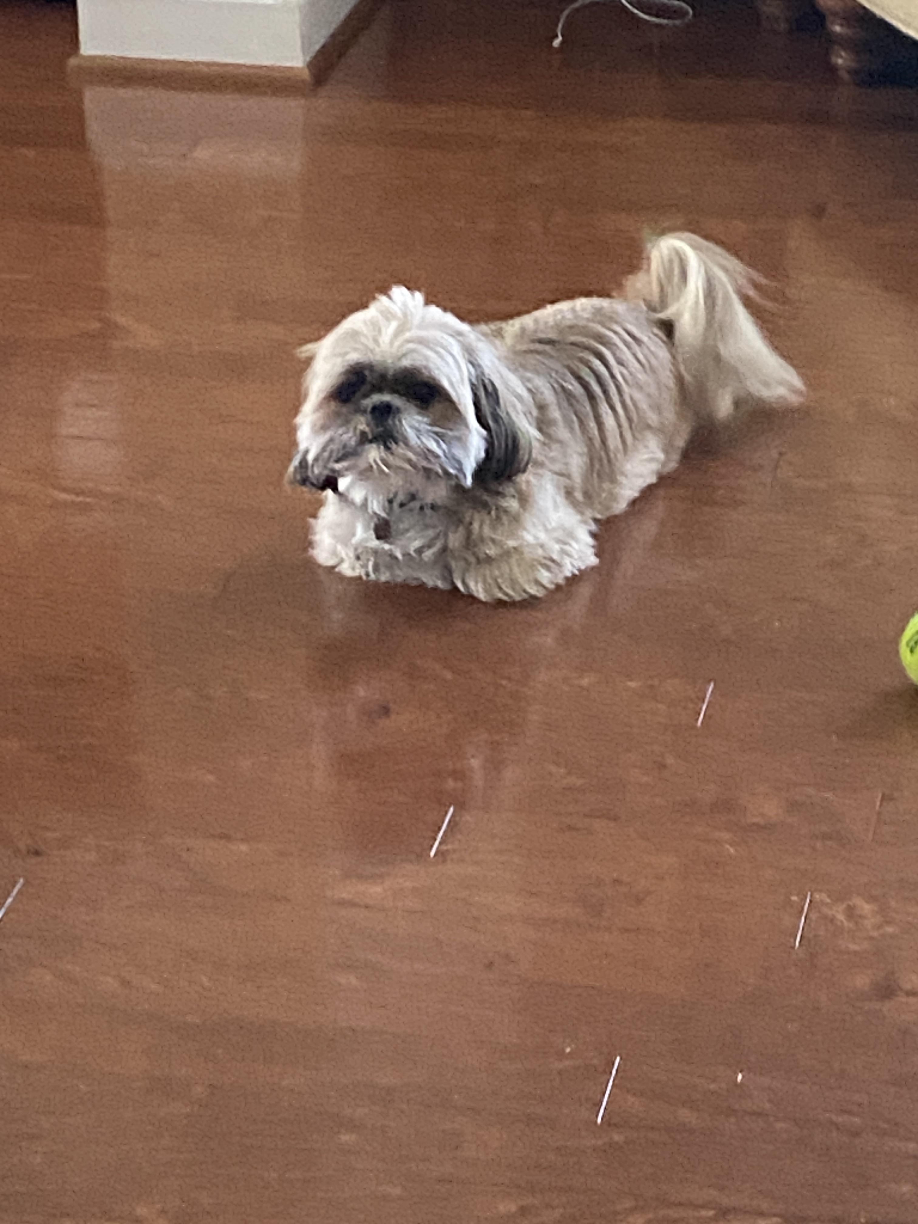 Dog loaf? | Scrolller