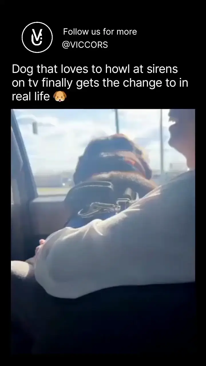 Dog that loves to howl at sirens on TV finally gets the change to in real life. | Scrolller