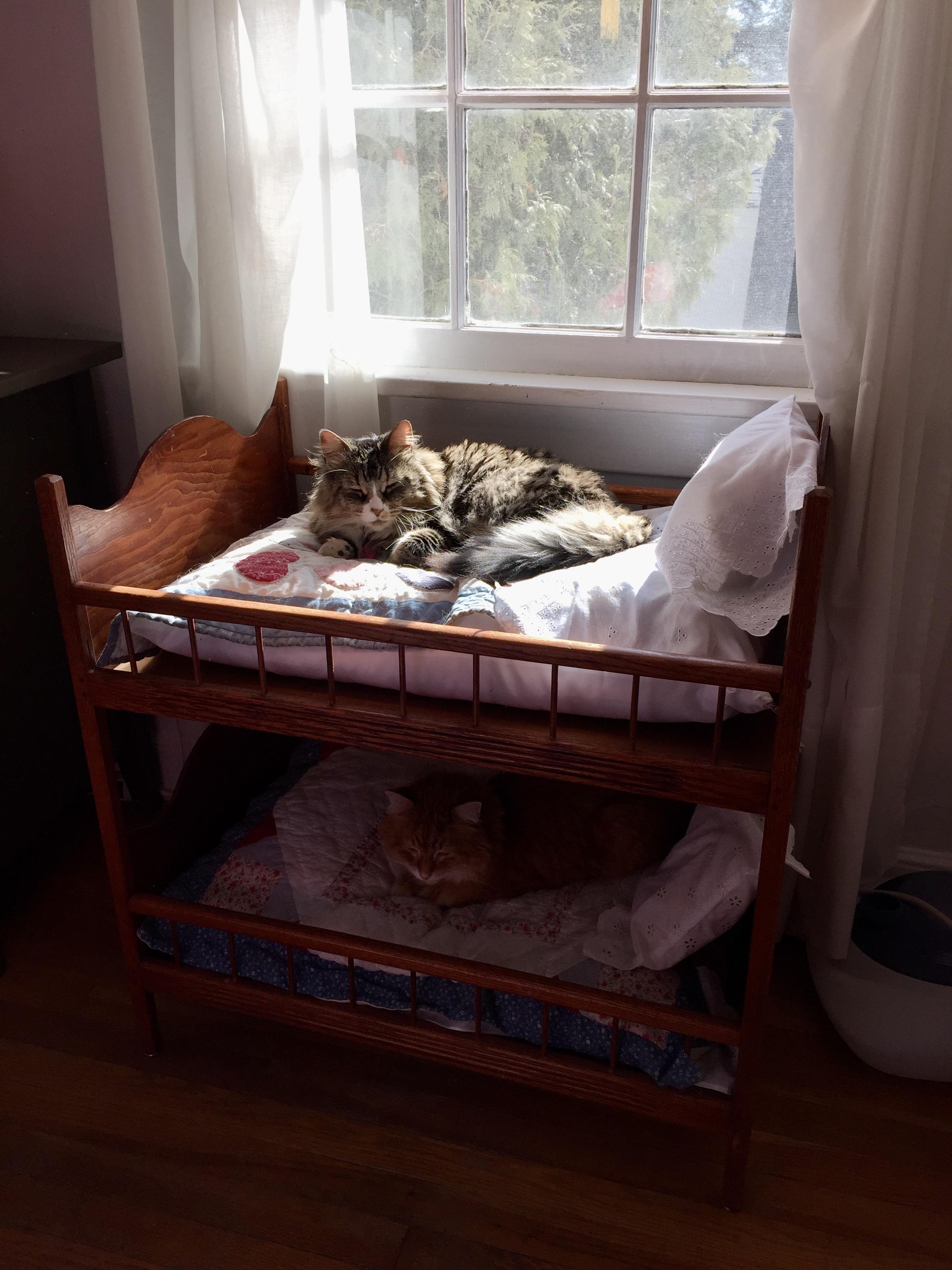 Doll beds are the perfect cat trap | Scrolller