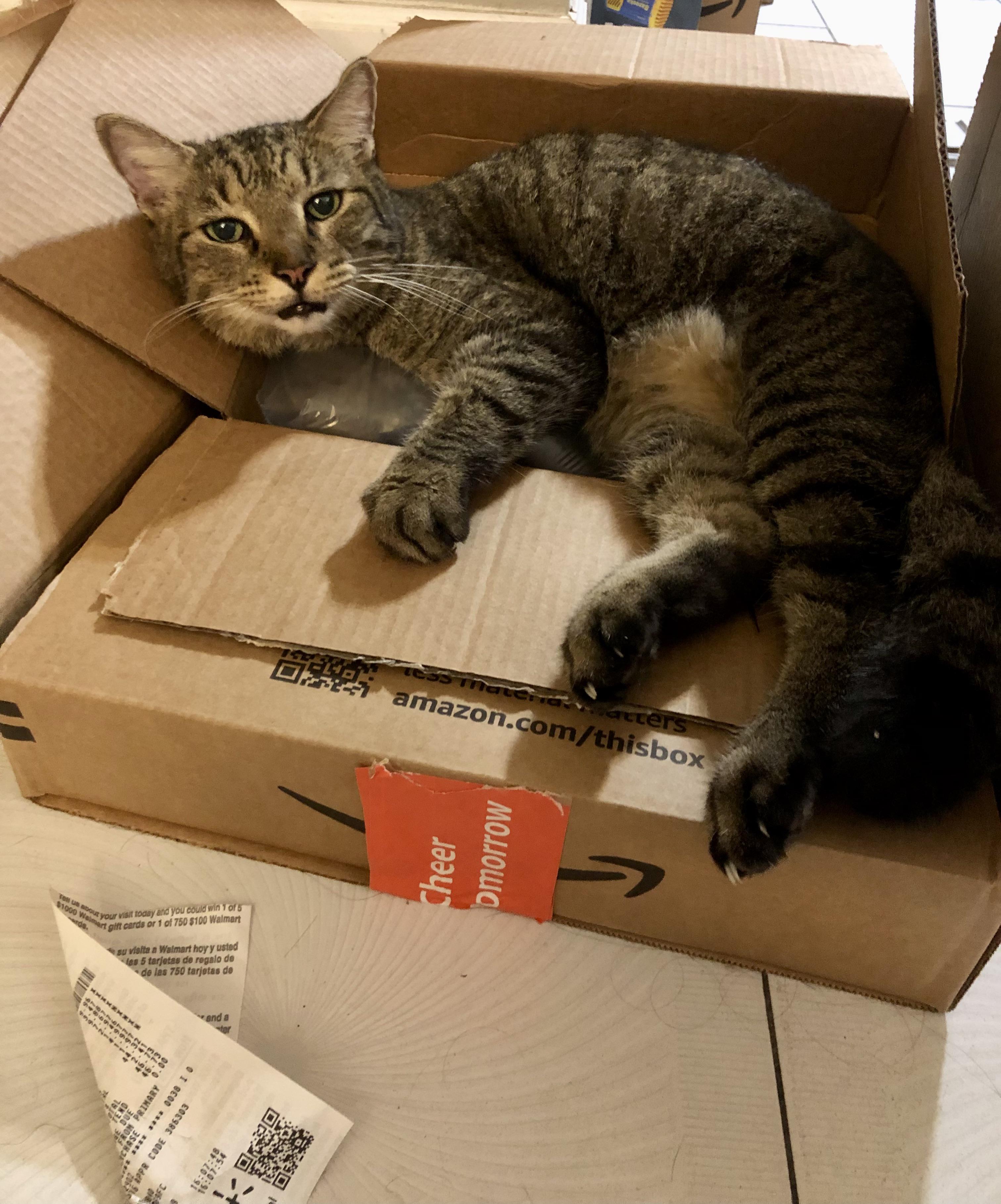 Double Cat Trap | Scrolller