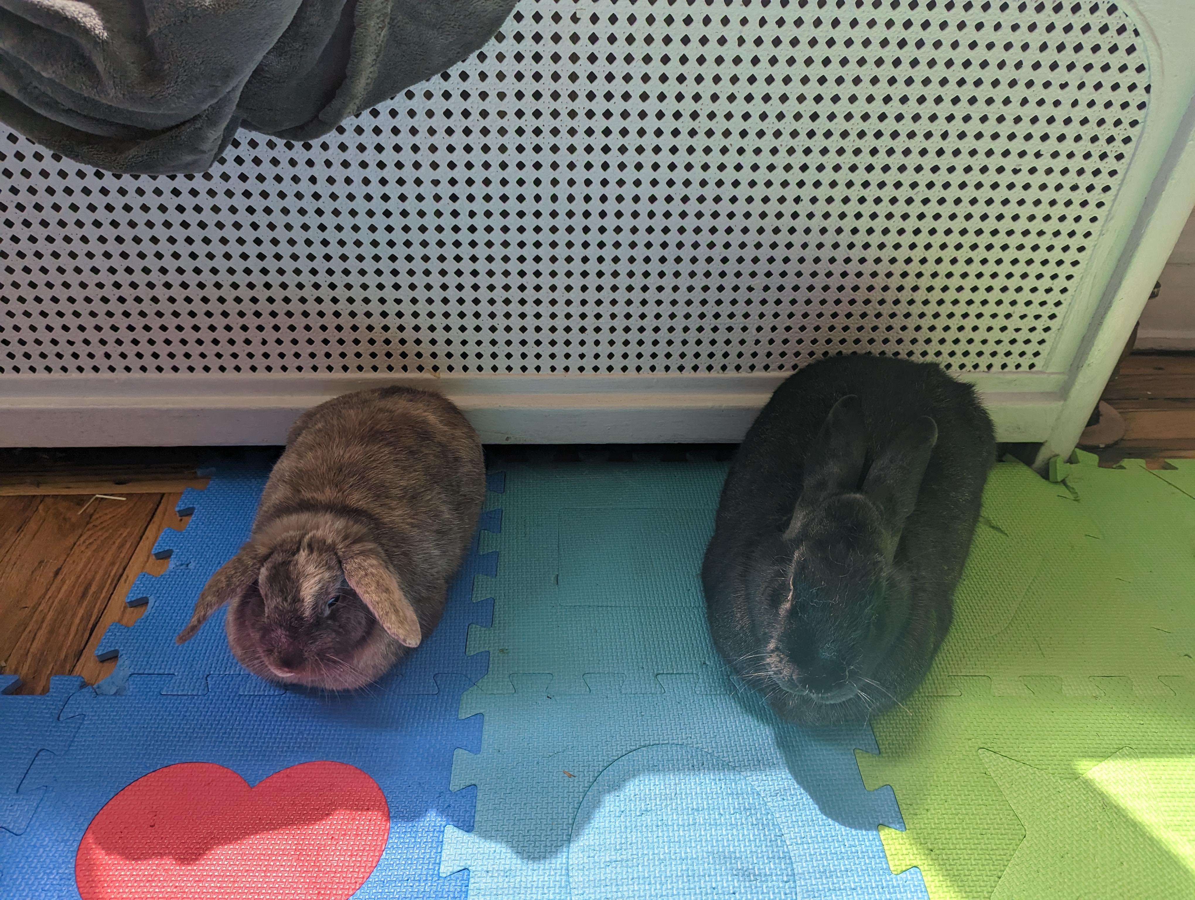 Double Loaf | Scrolller