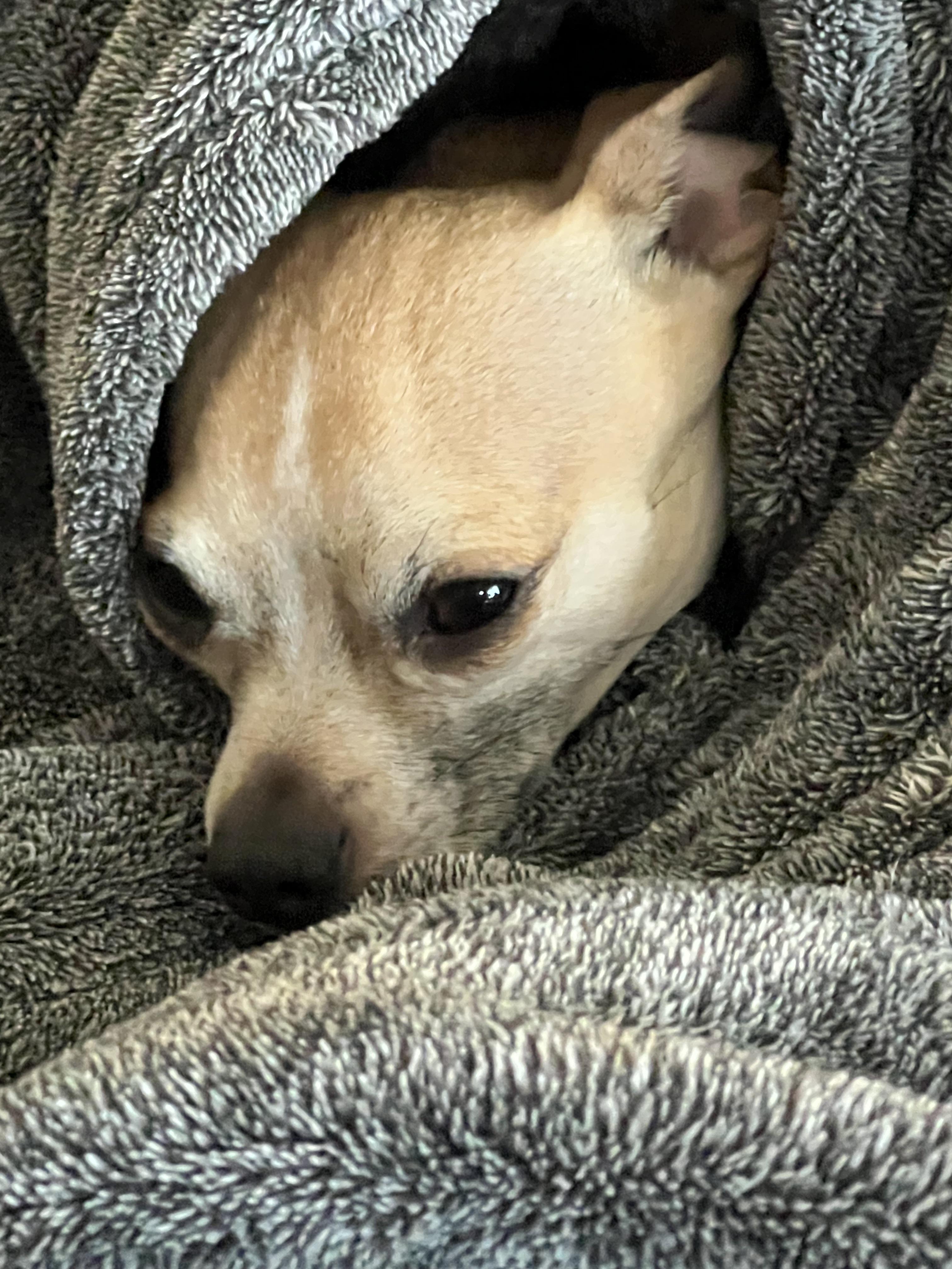 Snowy day protocol: engaged | Scrolller