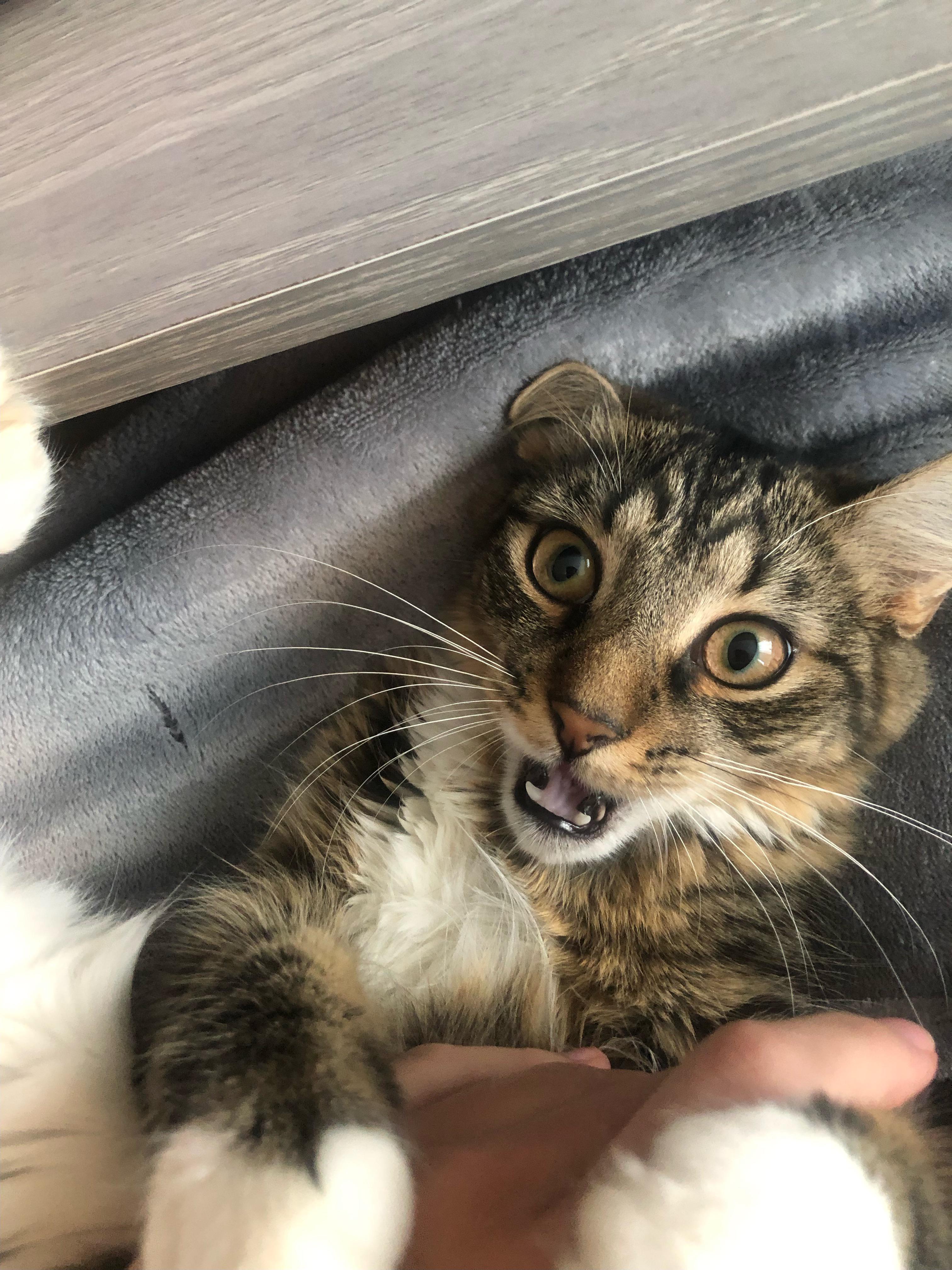 My cat Mako | Scrolller