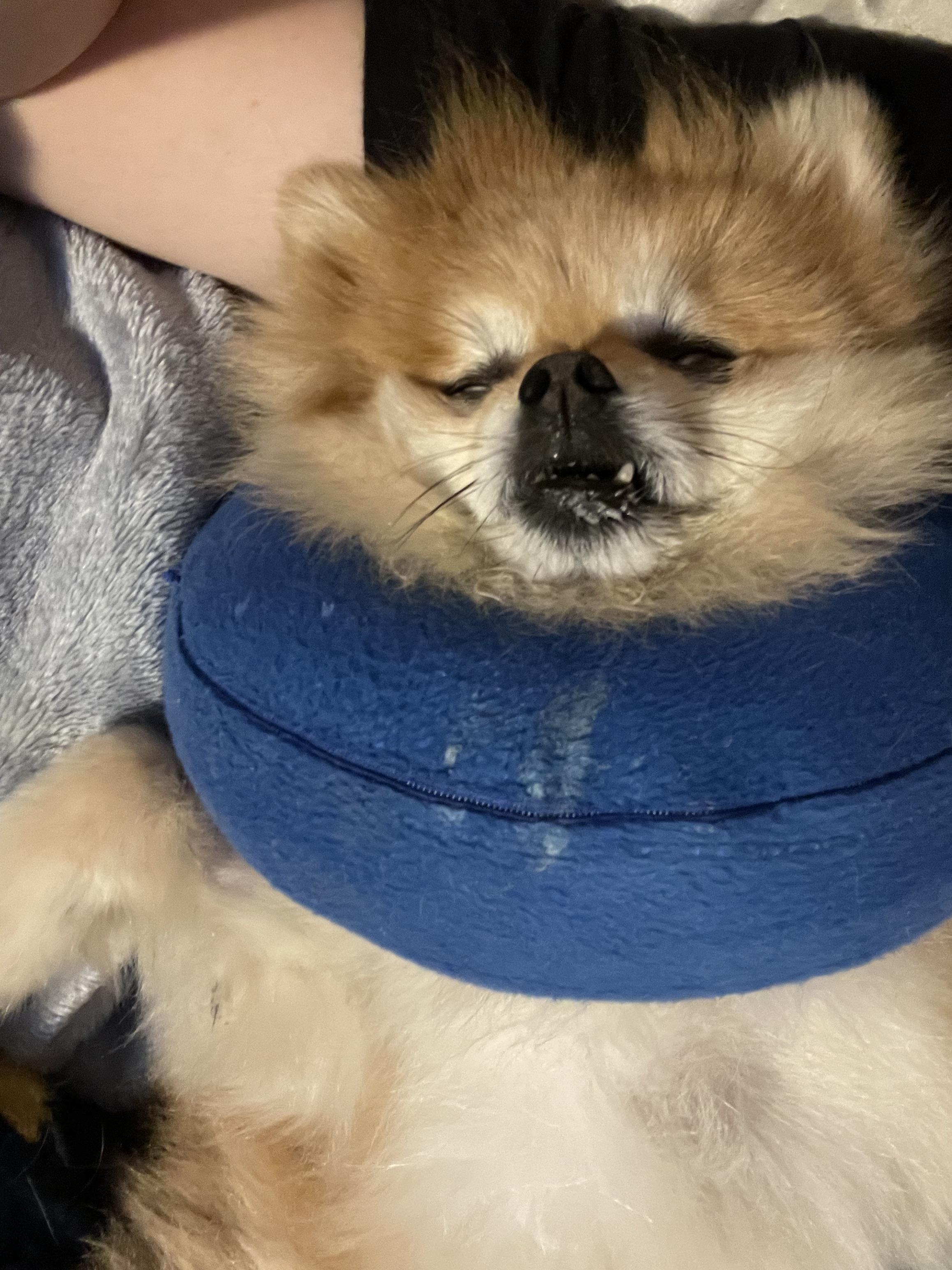 Nemo on his recovery always giving me faces | Scrolller