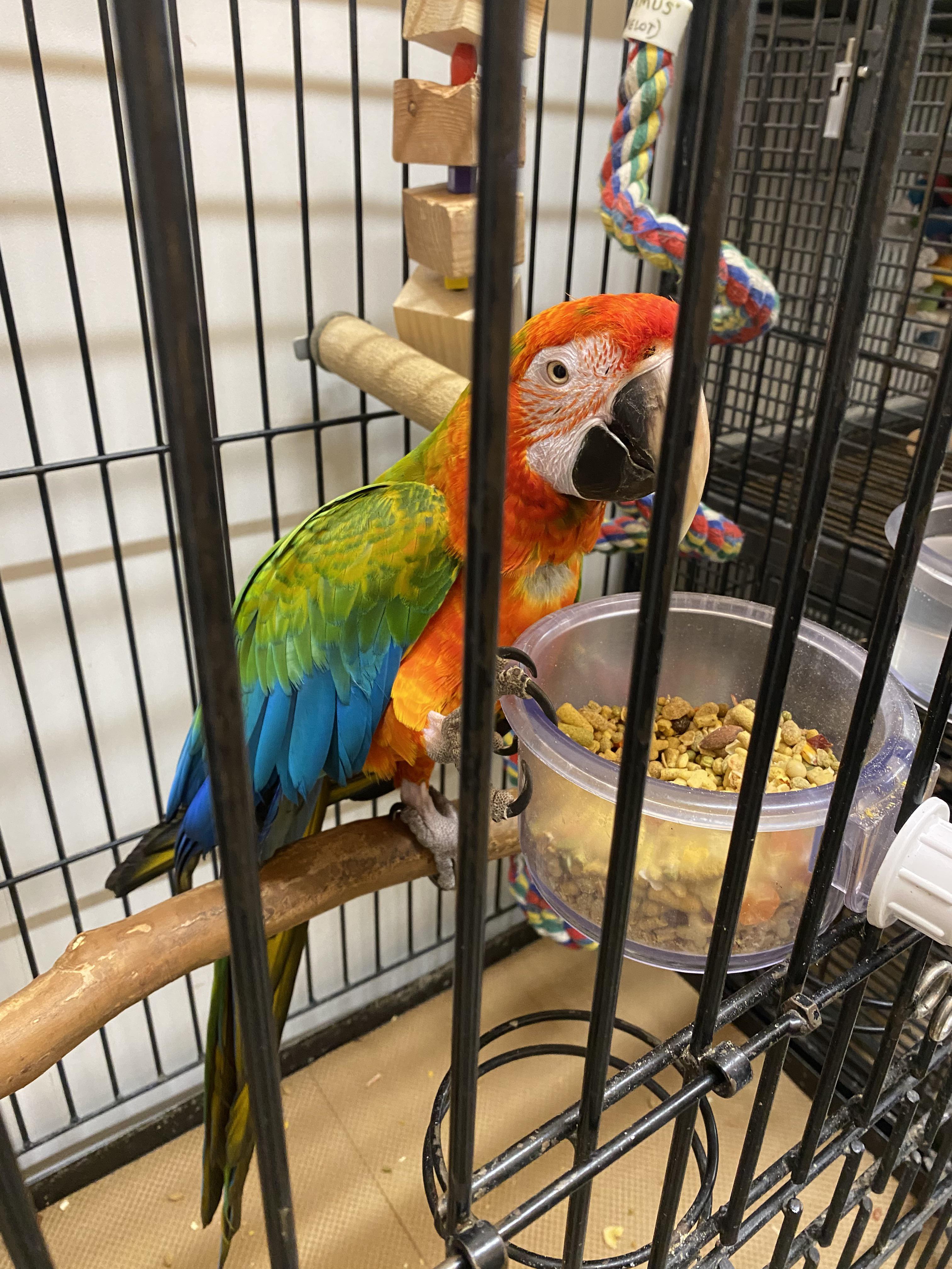 What kind of macaw is this? The colors are beautiful | Scrolller