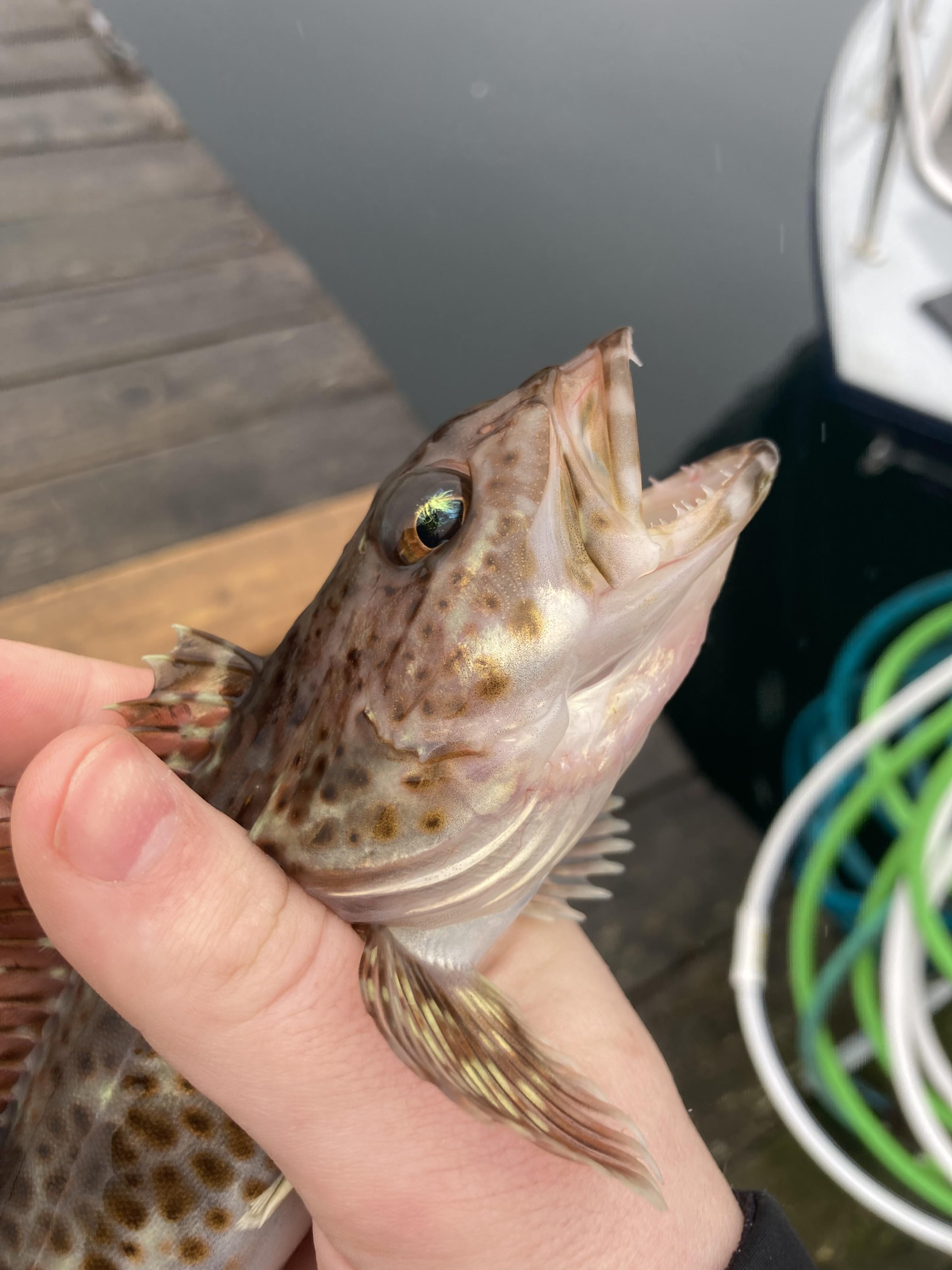 Ultralight fishing at the local dock. | Scrolller