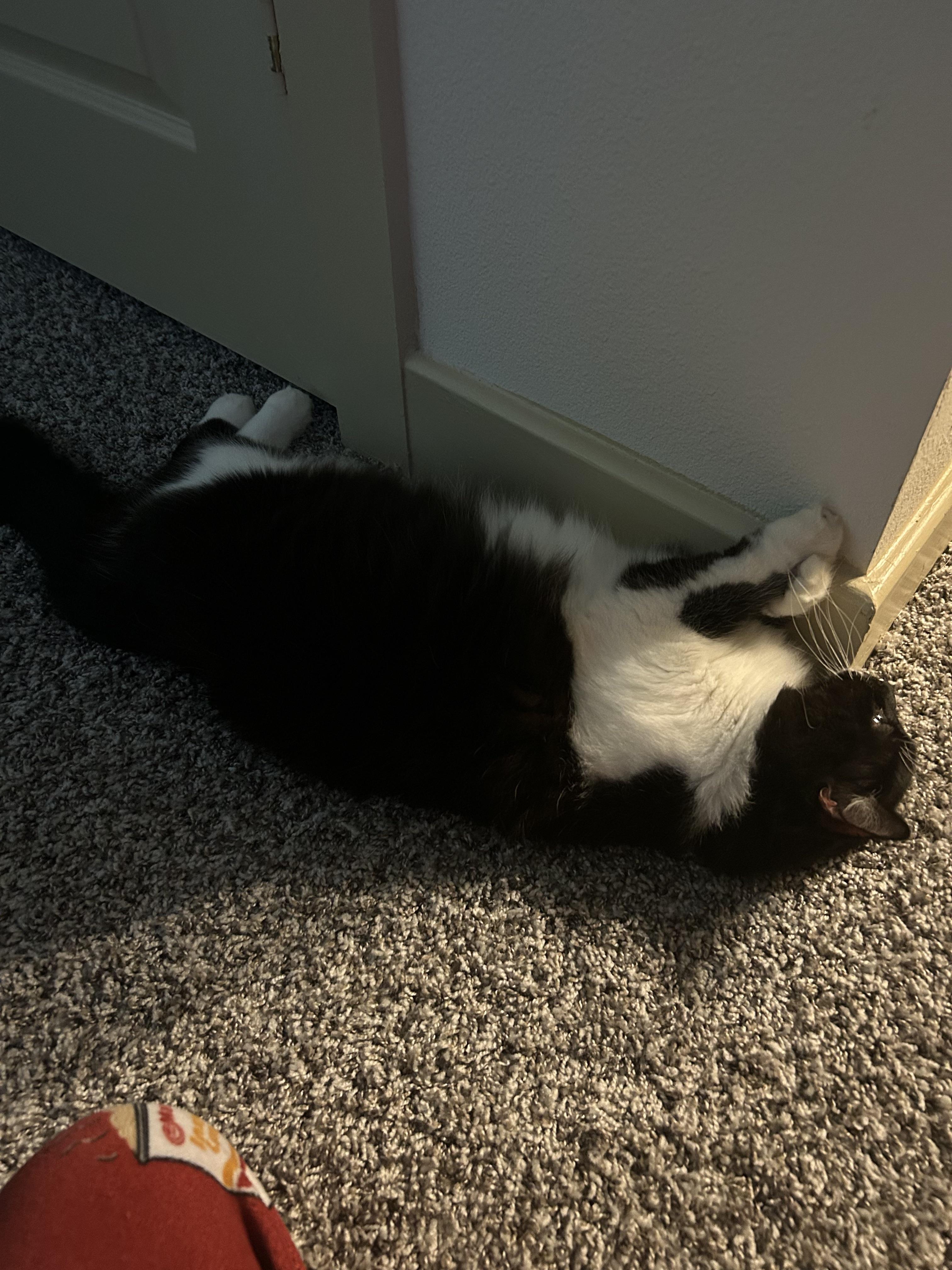 Discover more like Cats: My grandparents cat Blake is so sneaky and Related Content | Scrolller